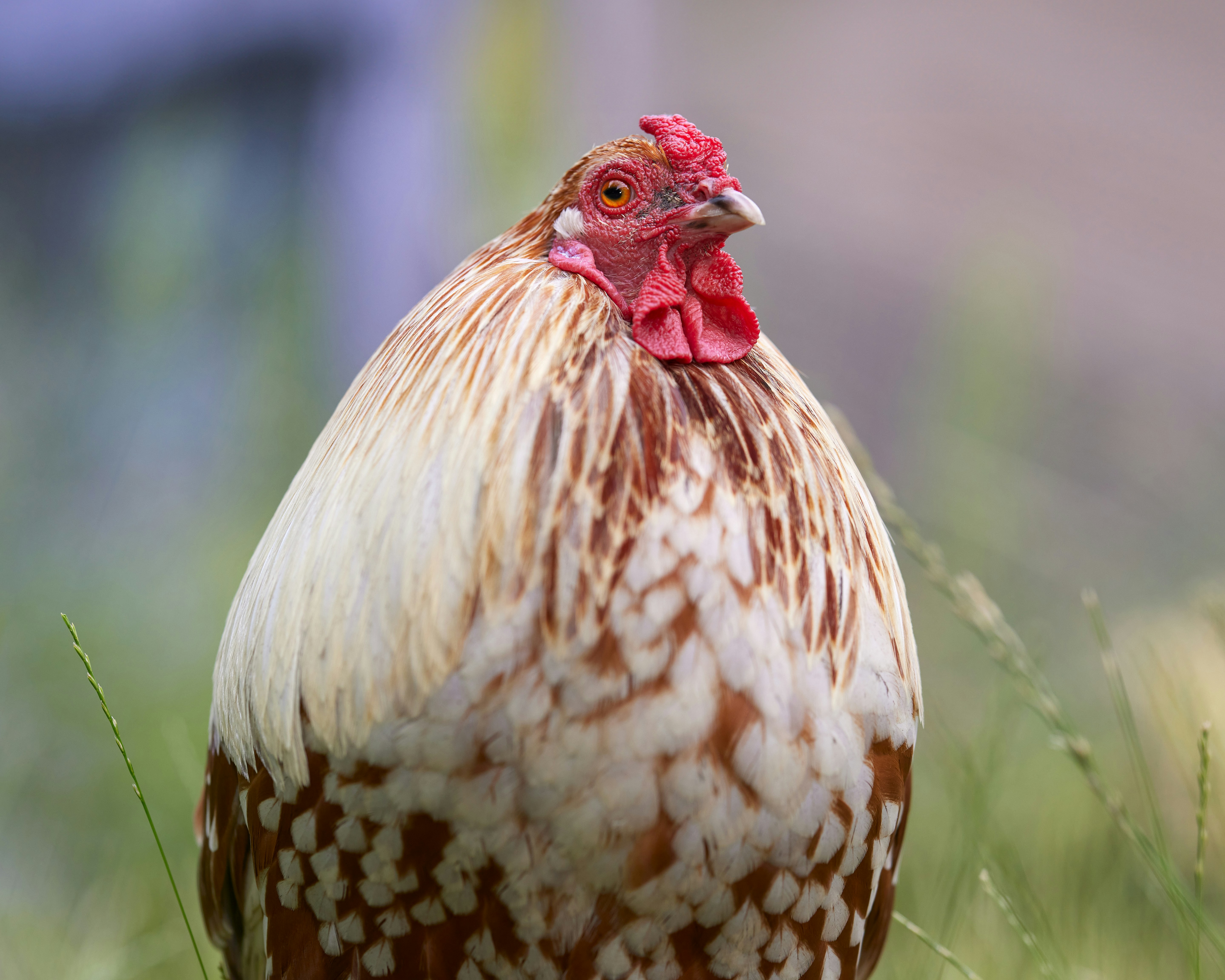 Close-Up of a Red-Comb Chicken in Soft Focus Pasture