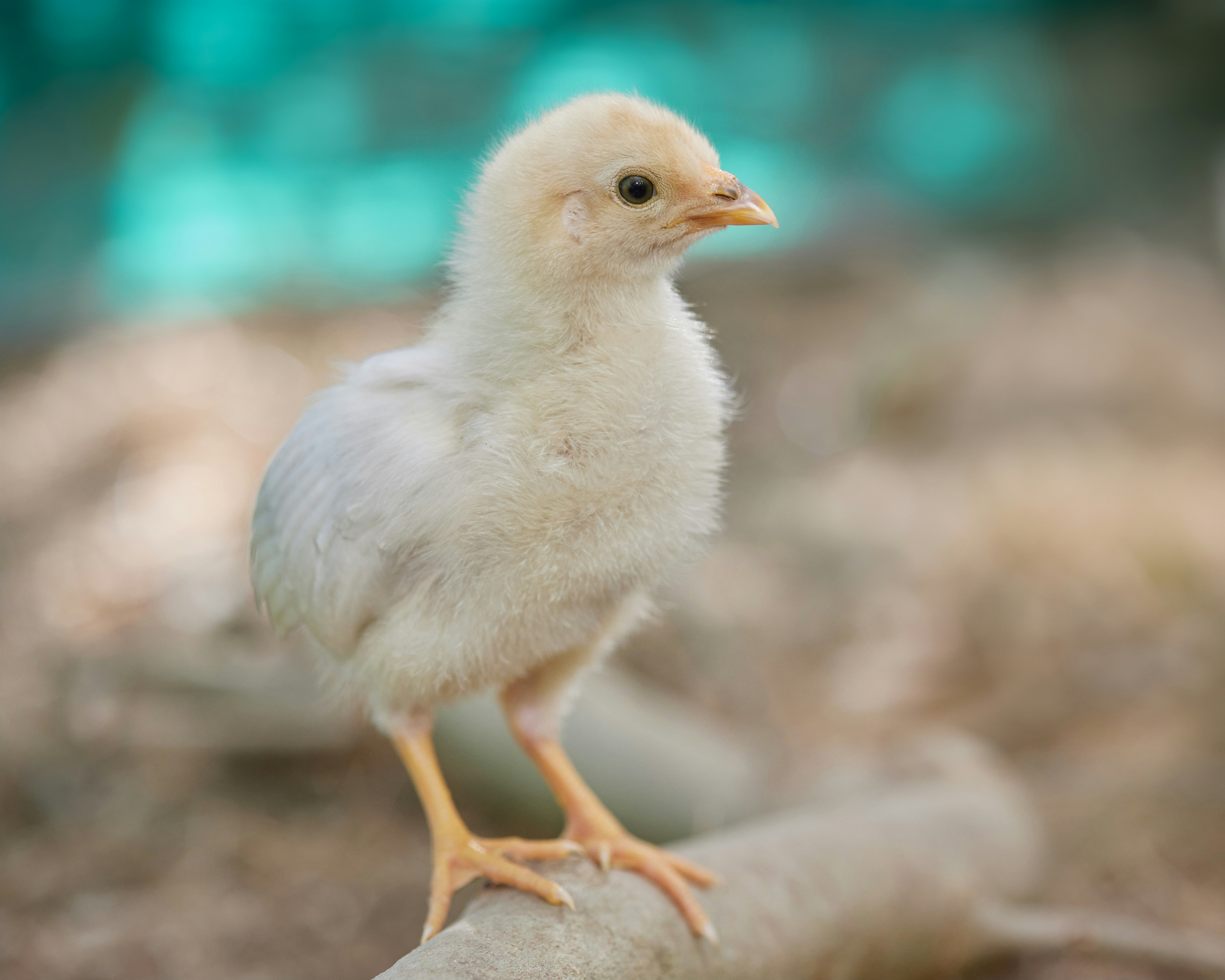 Curious Chick: A Tiny Scout perches on a weathered log