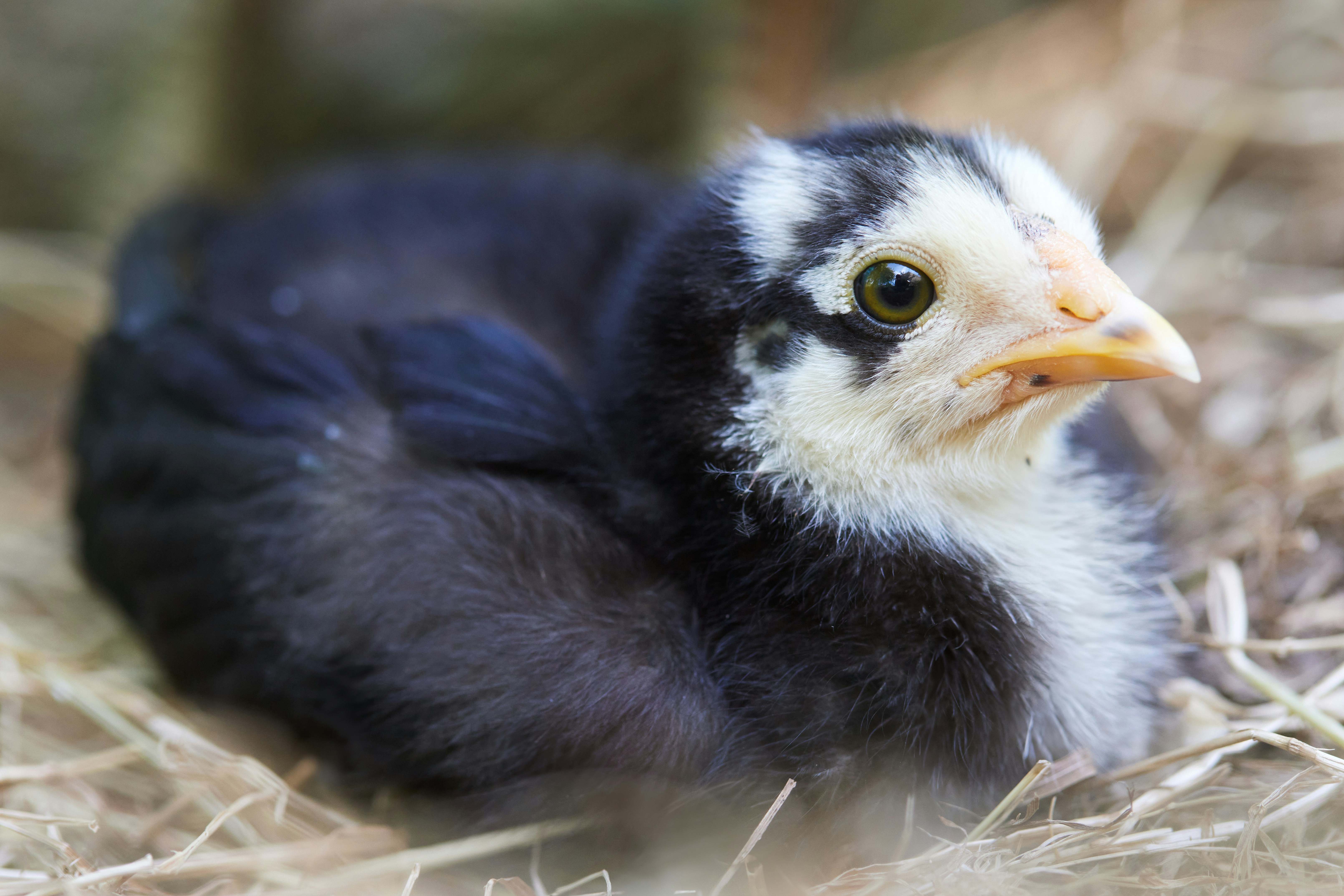 Curious Eyed Chicklet in Soft Straw