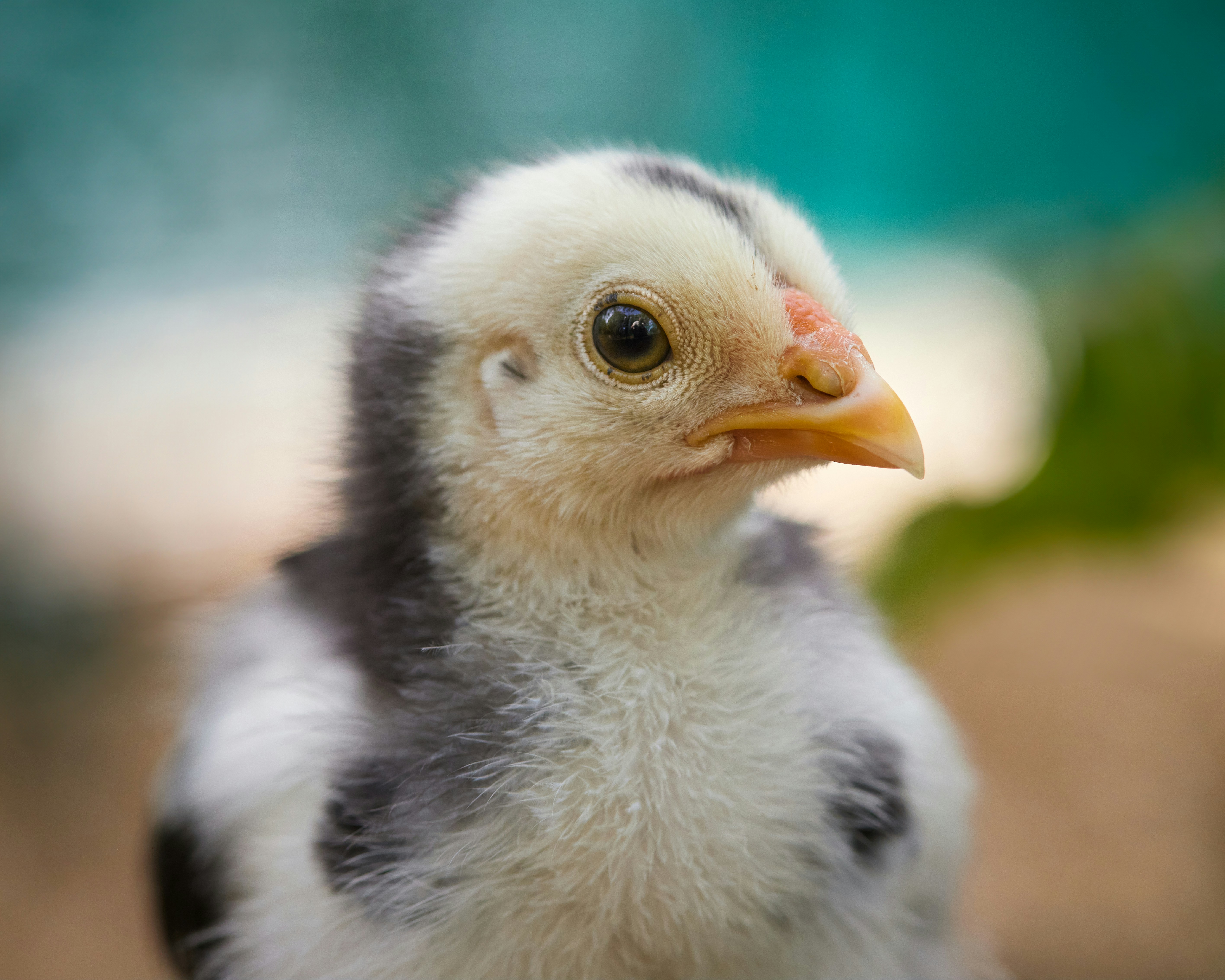 Curious Hatchling: Portrait of a Baby Chick Amid Gentle Blur