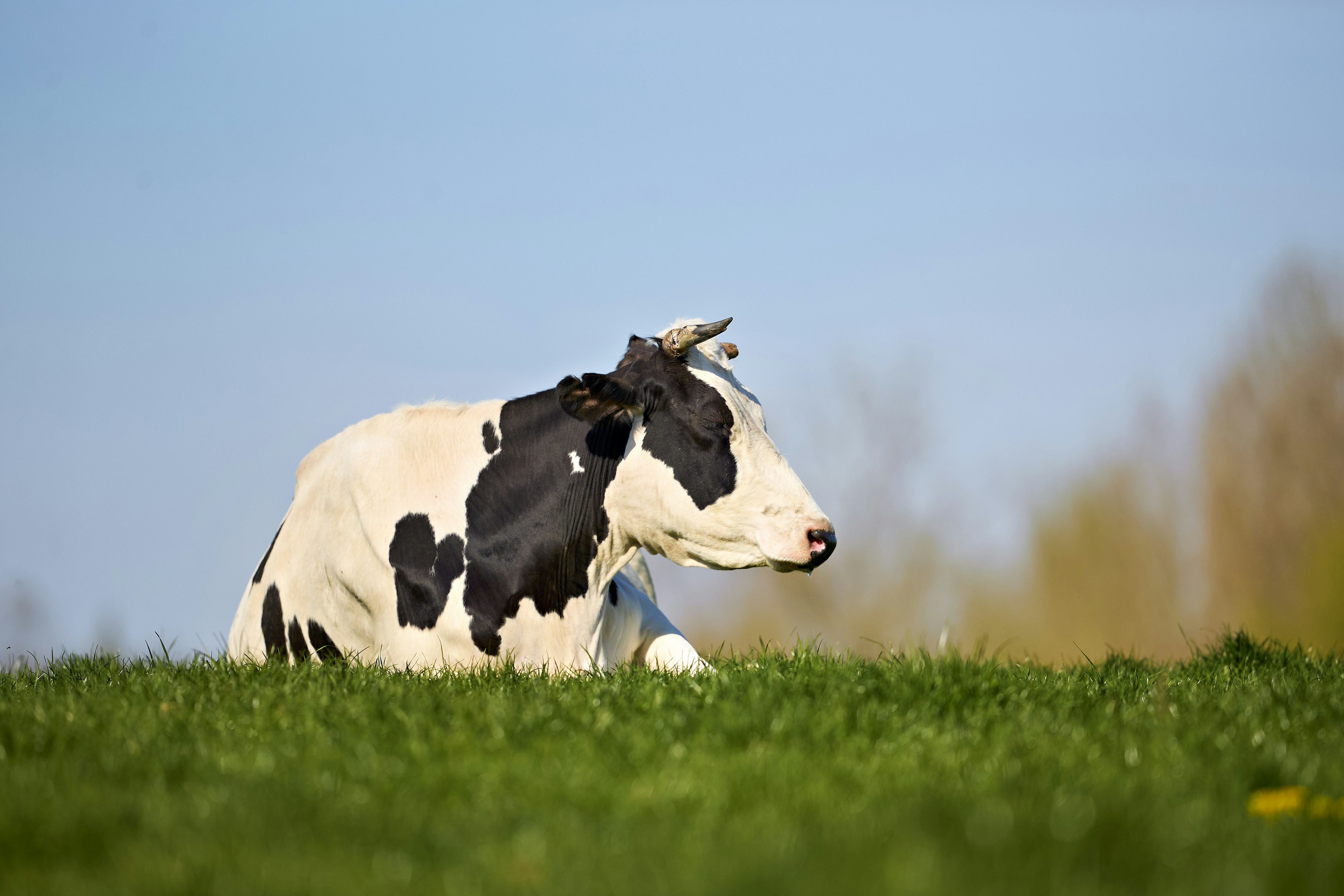 Pasture Quiet: A Cow Resting in Sunlit Spring Meadow