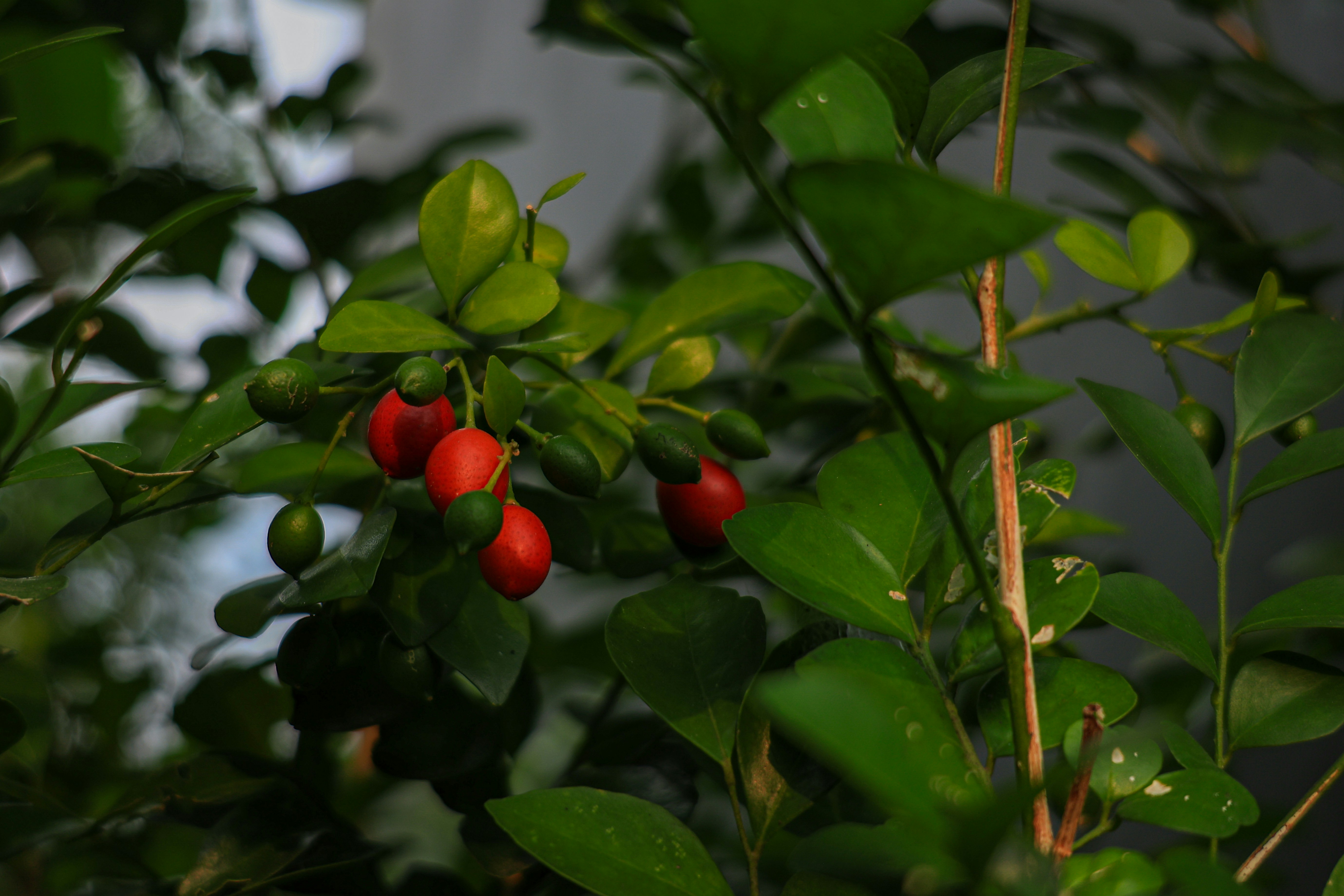 Scarlet Berries in Quiet Green