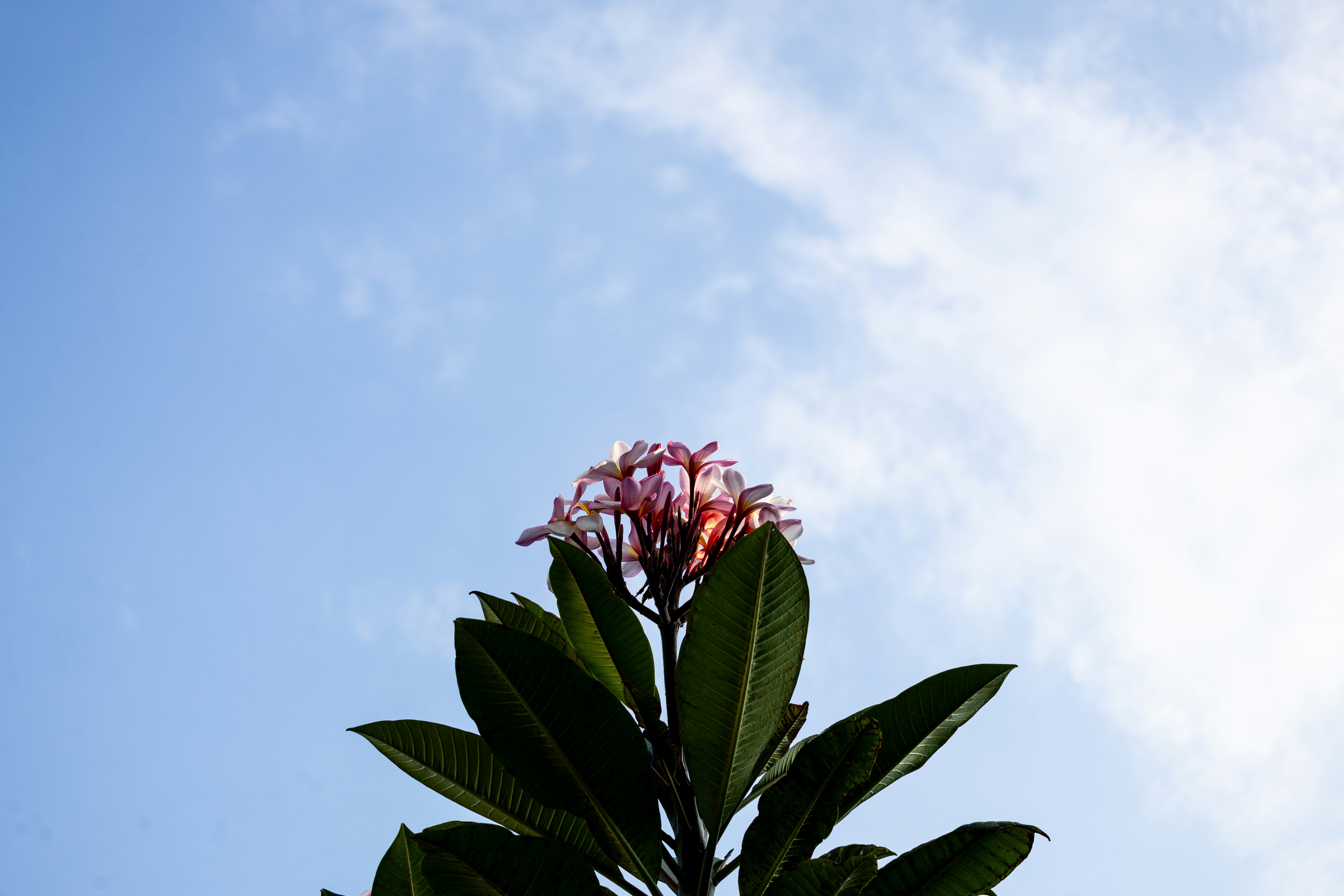 Crimson Blossom Reaching Toward the Sky