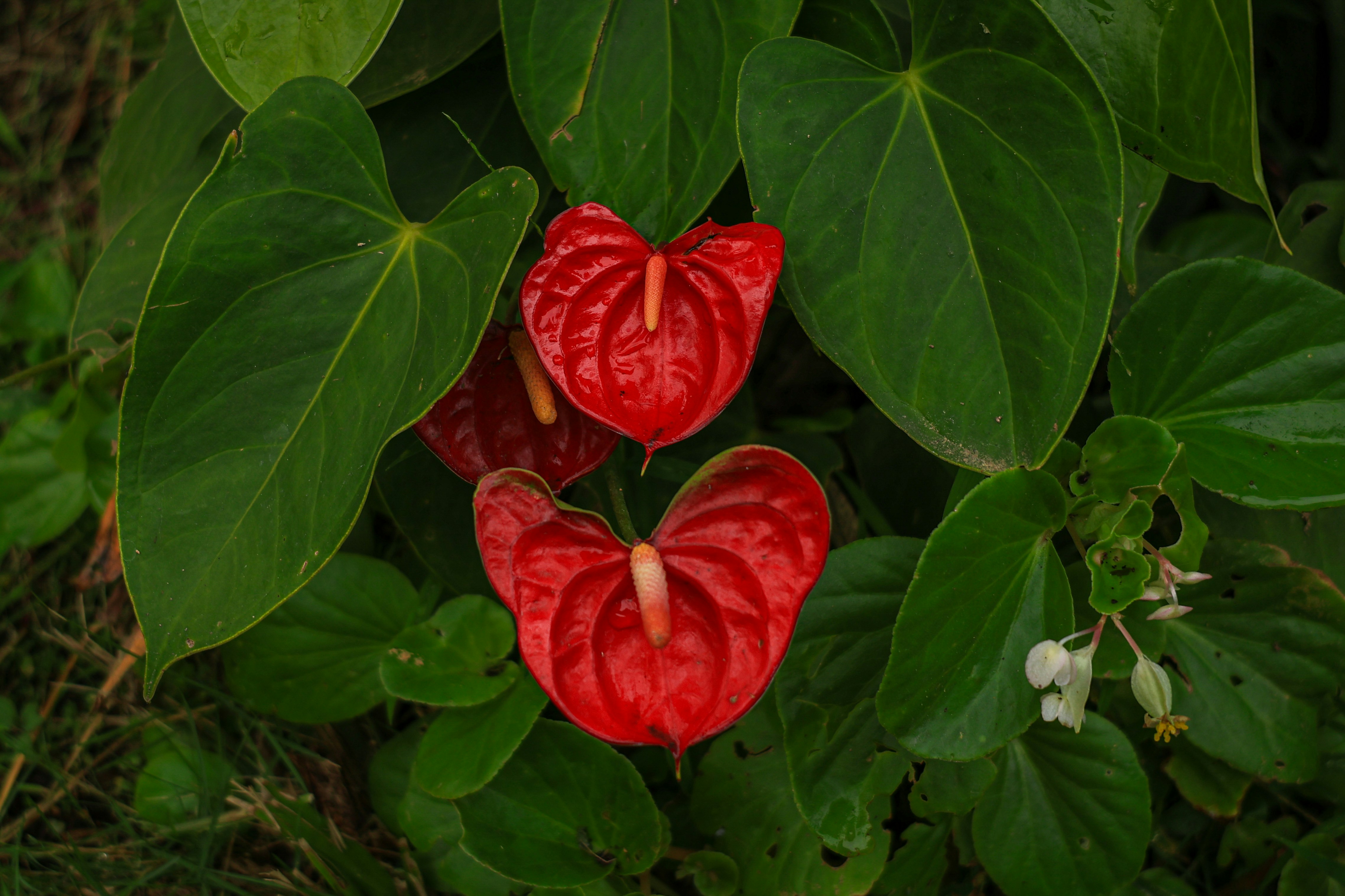 Red Heart of the Vine: Two Scarlet Flowers Amid Green Leaves