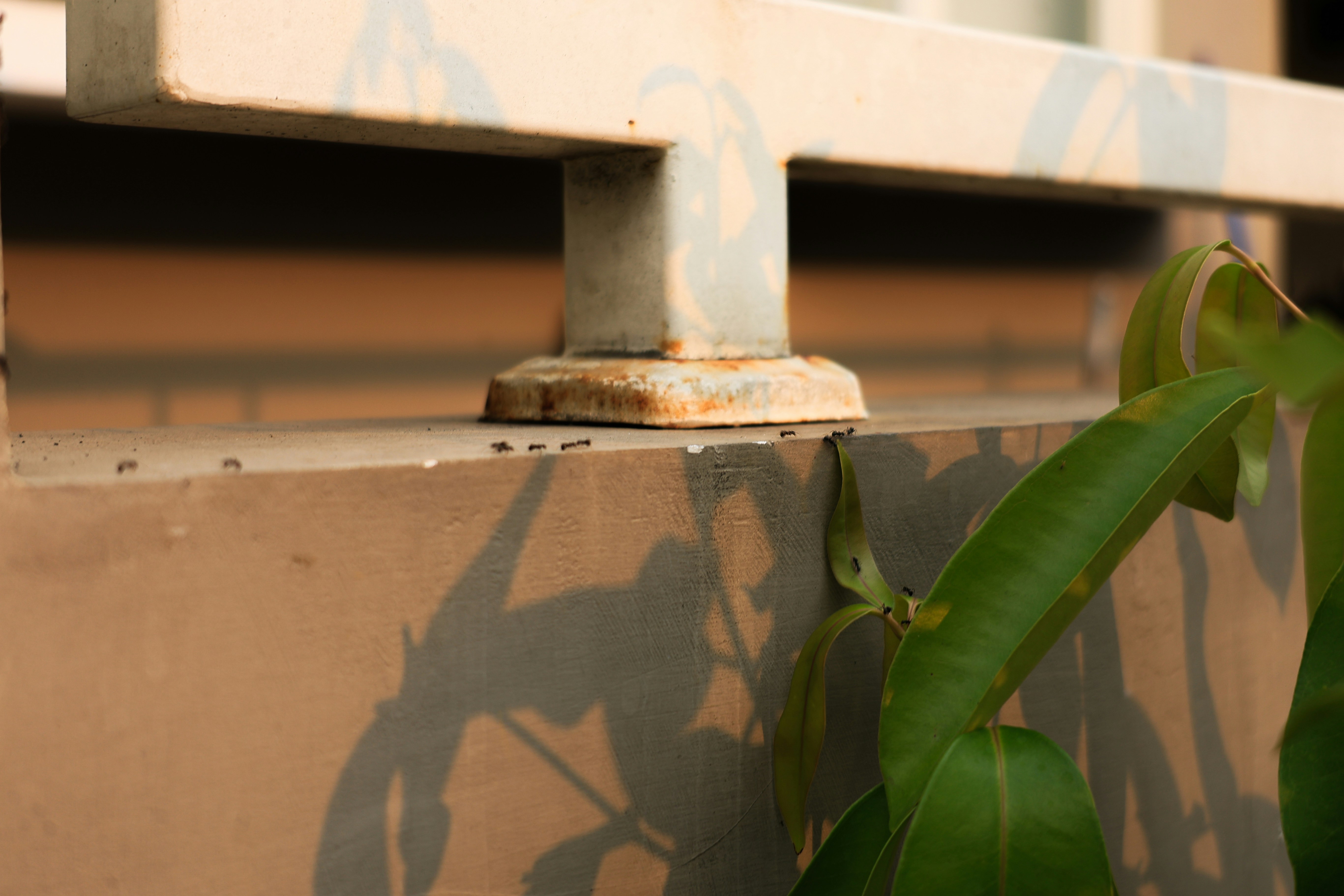 Rust and Green: A Quiet Contrast on the Railing