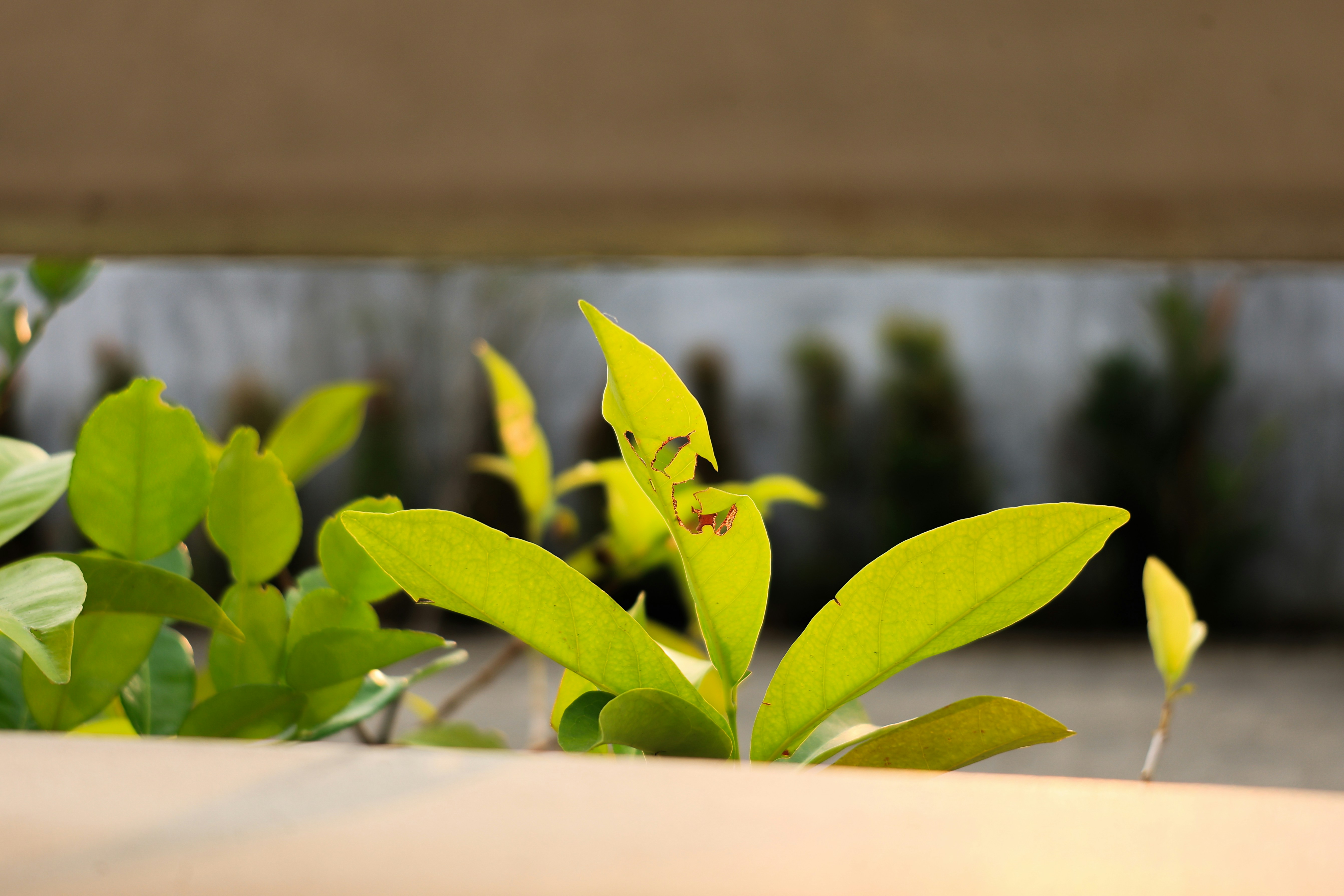 Sunny Green Sprouts on a Low Concrete Edge