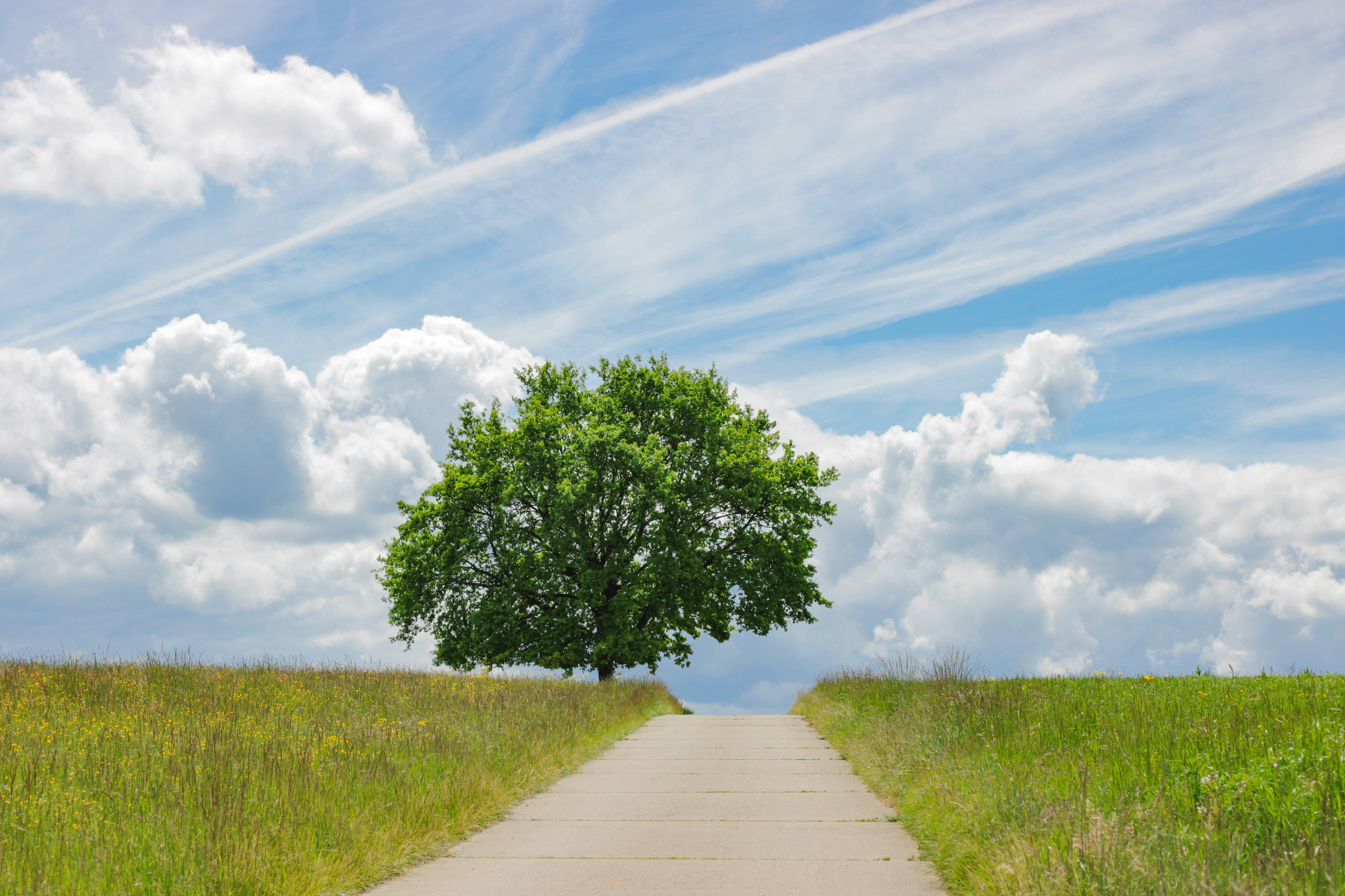 Solitary Tree at the End of a Path