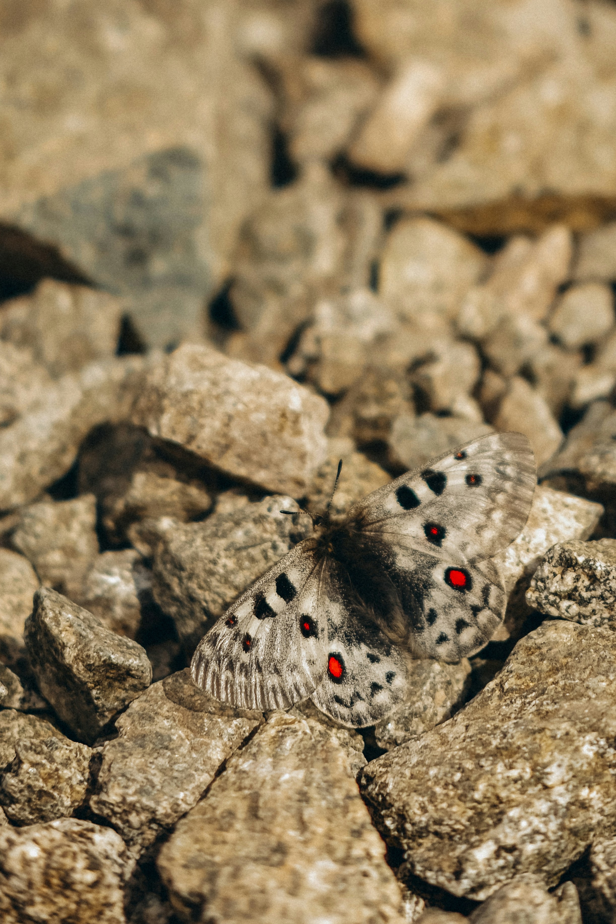 Red-Ringed Beauty: A Meadow Butterfly Amid Rough Gravel