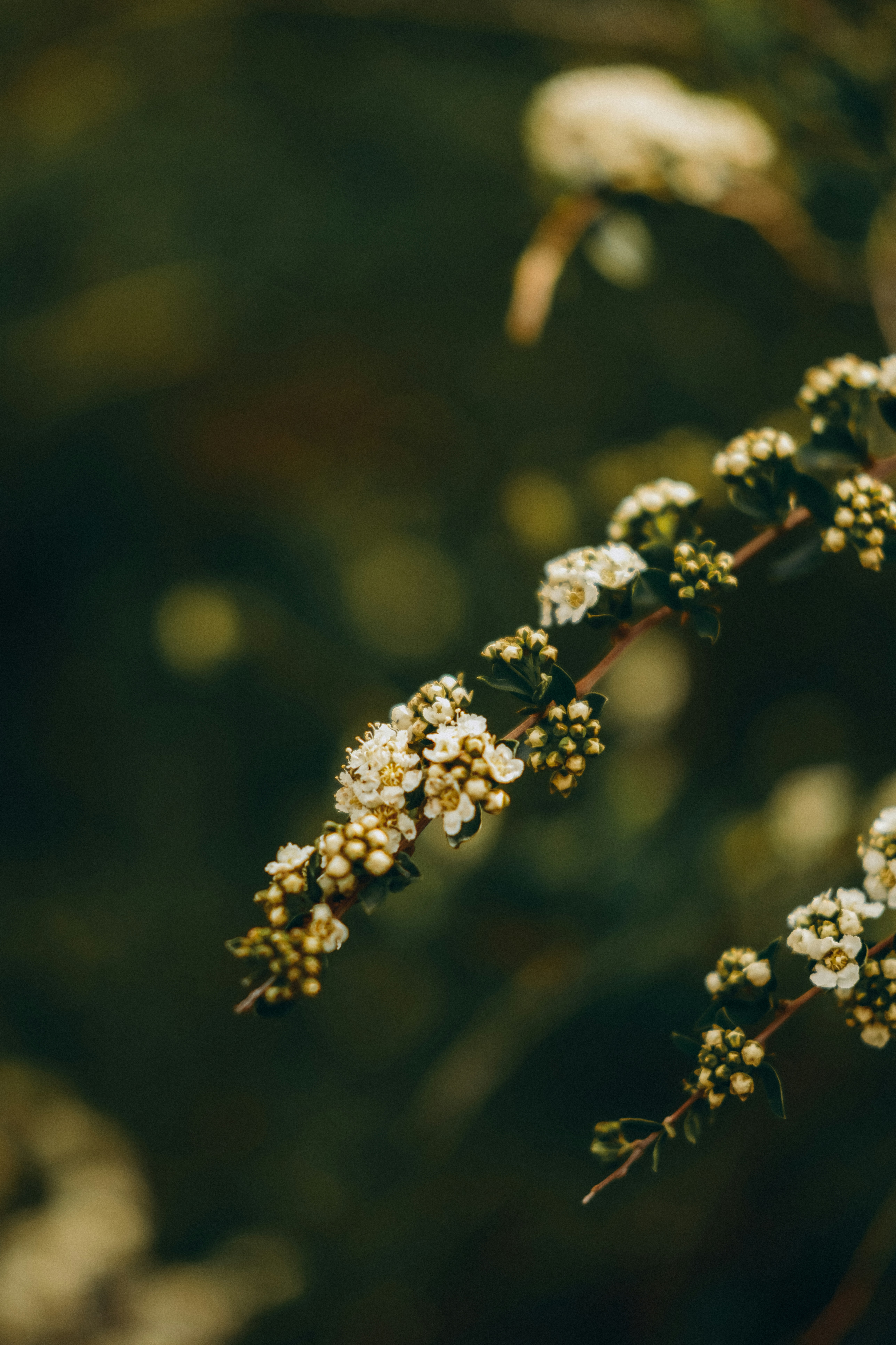 Blooming Branch in Soft Focus