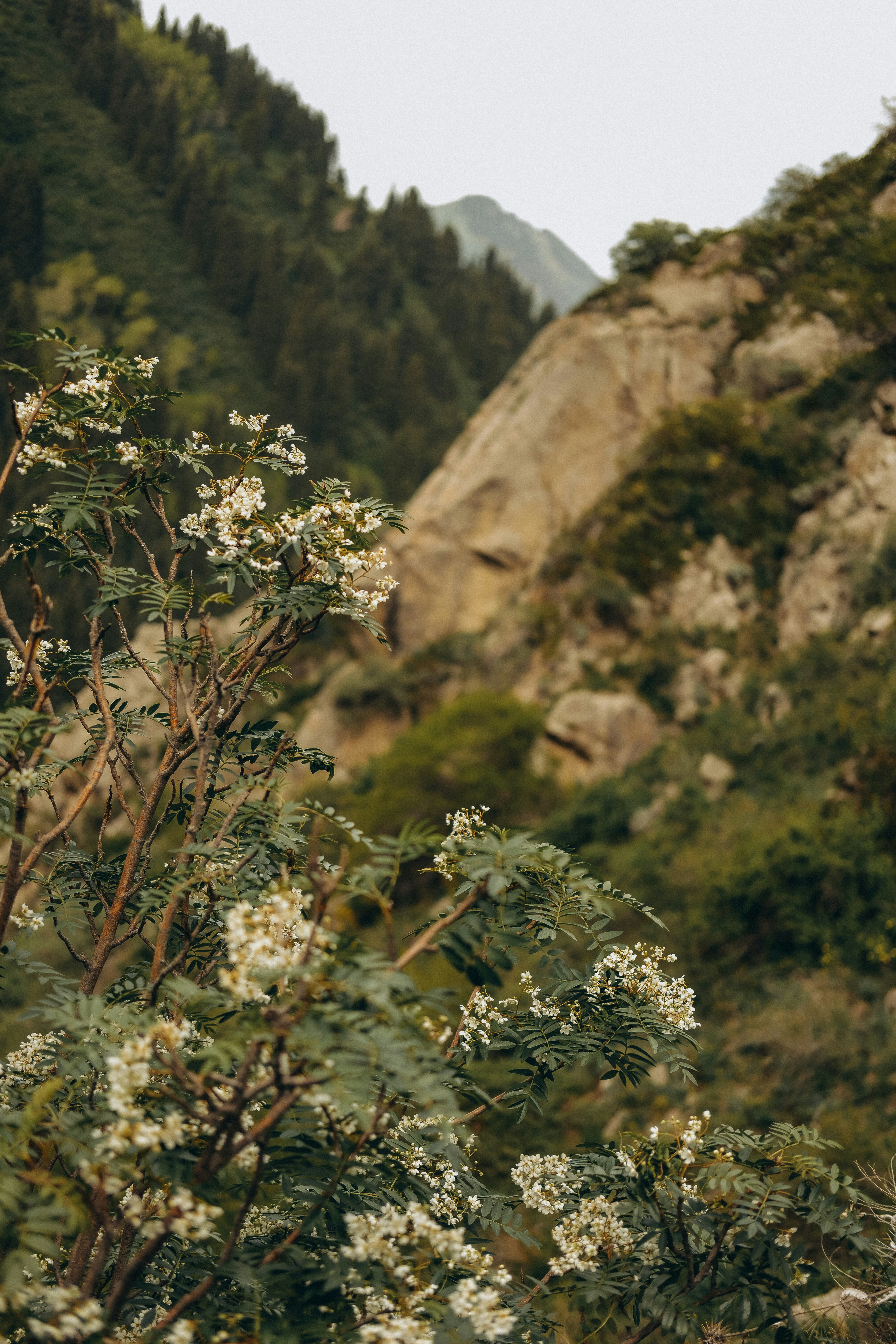 White flowers blooming with lush green mountains and rocky cliffs ...