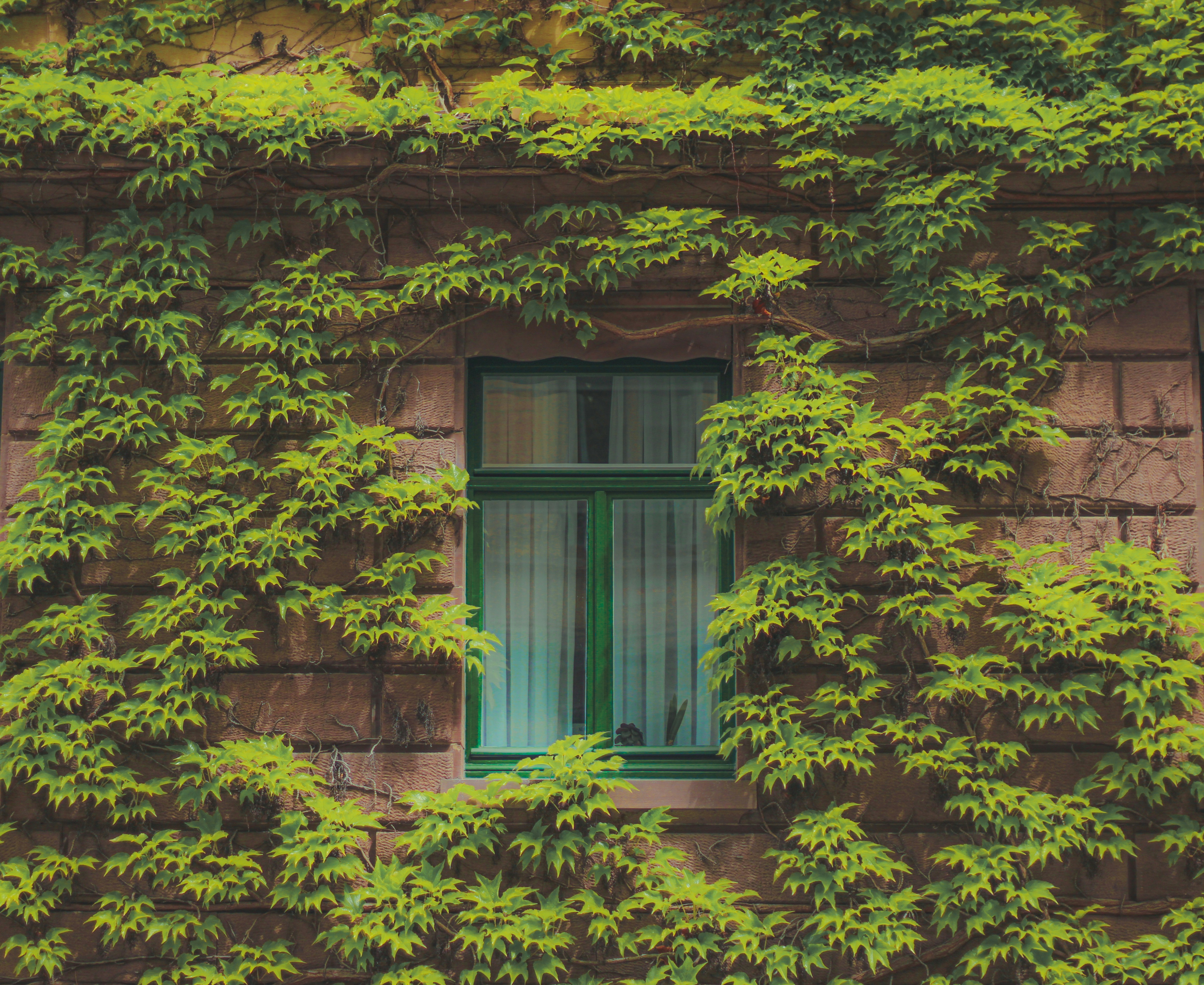 Green Ivy Frame: A Window Surrounded by Vines