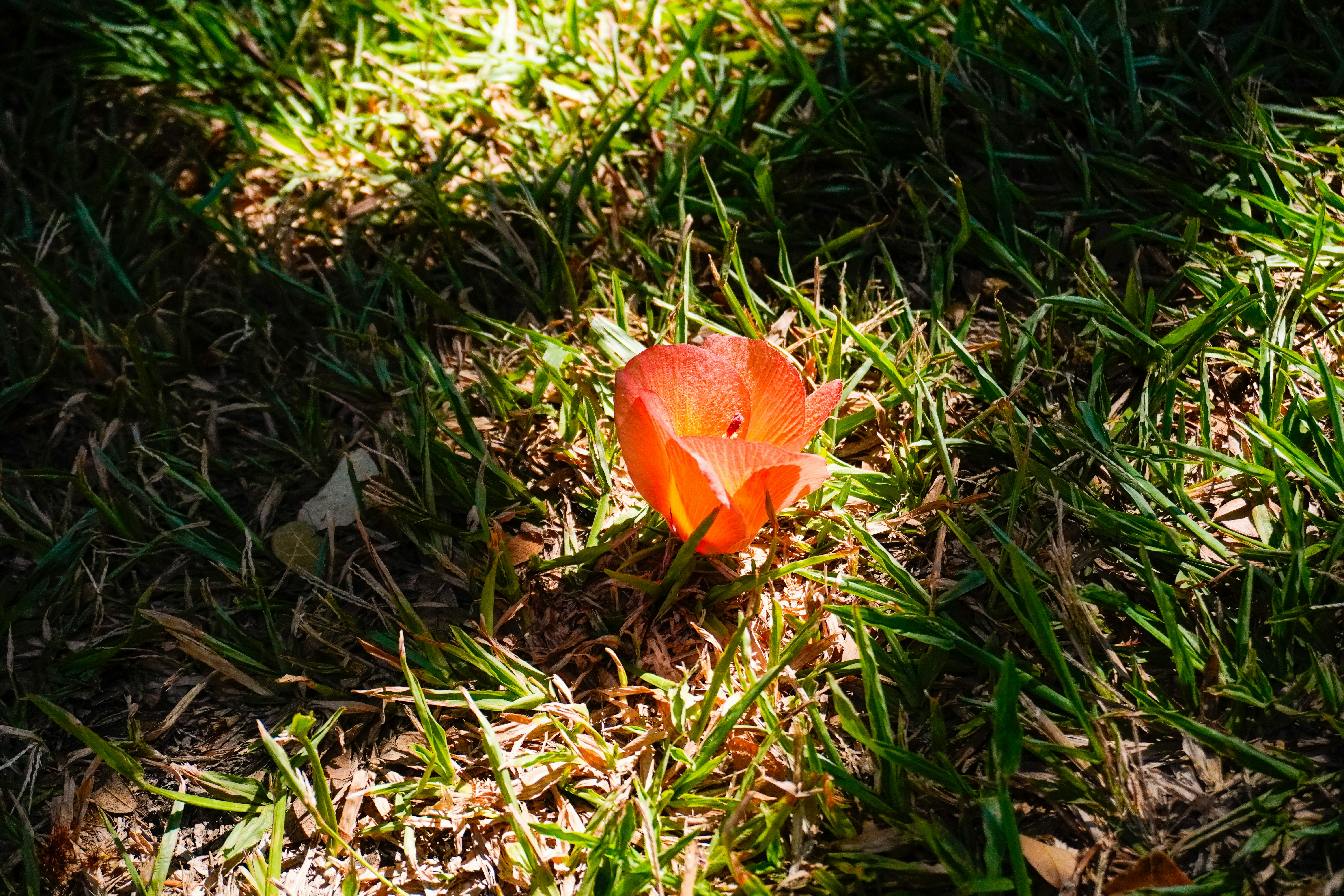 Crimson Cup in the Grass