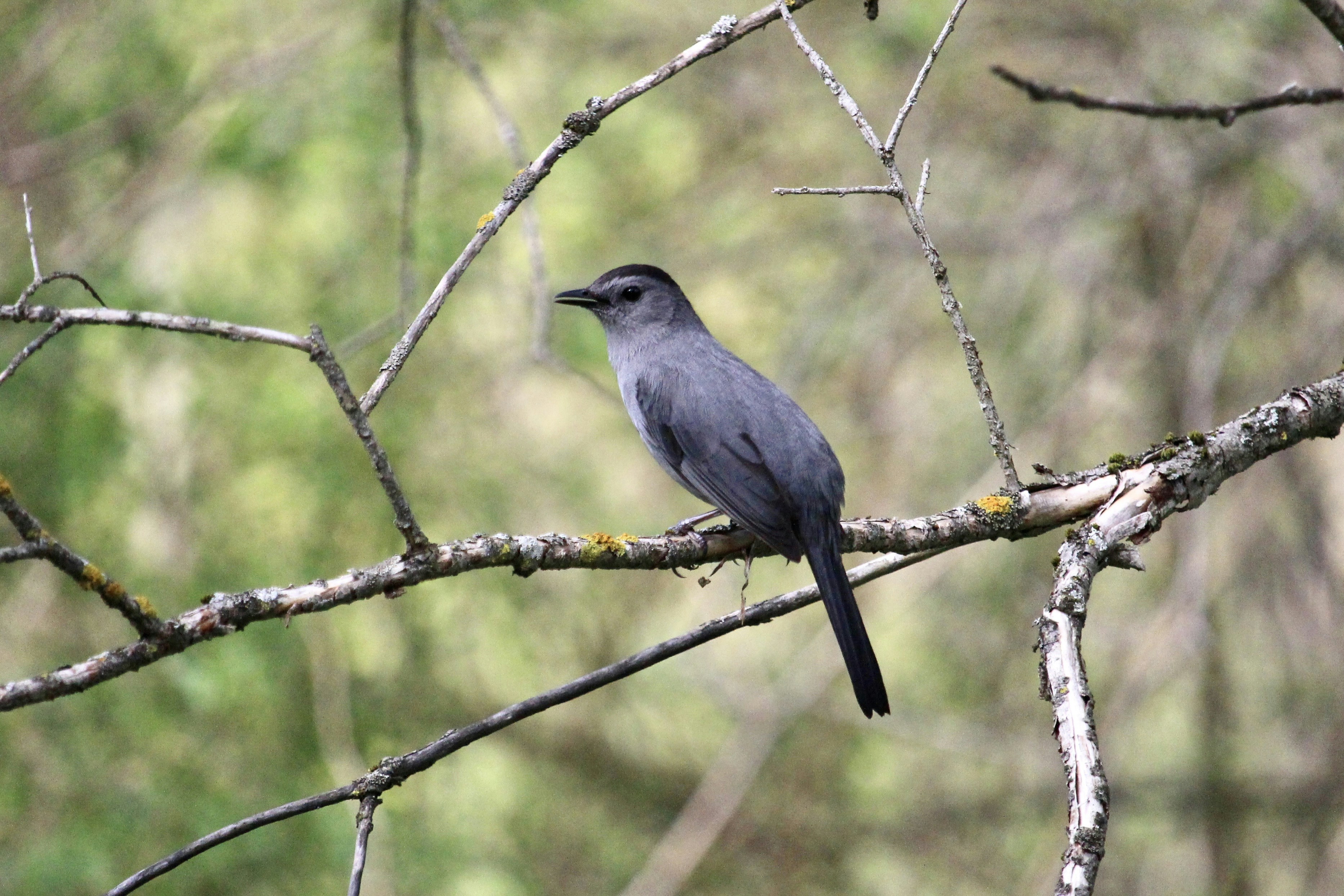 Blue-gray Perch: A lone bird on a mossy branch