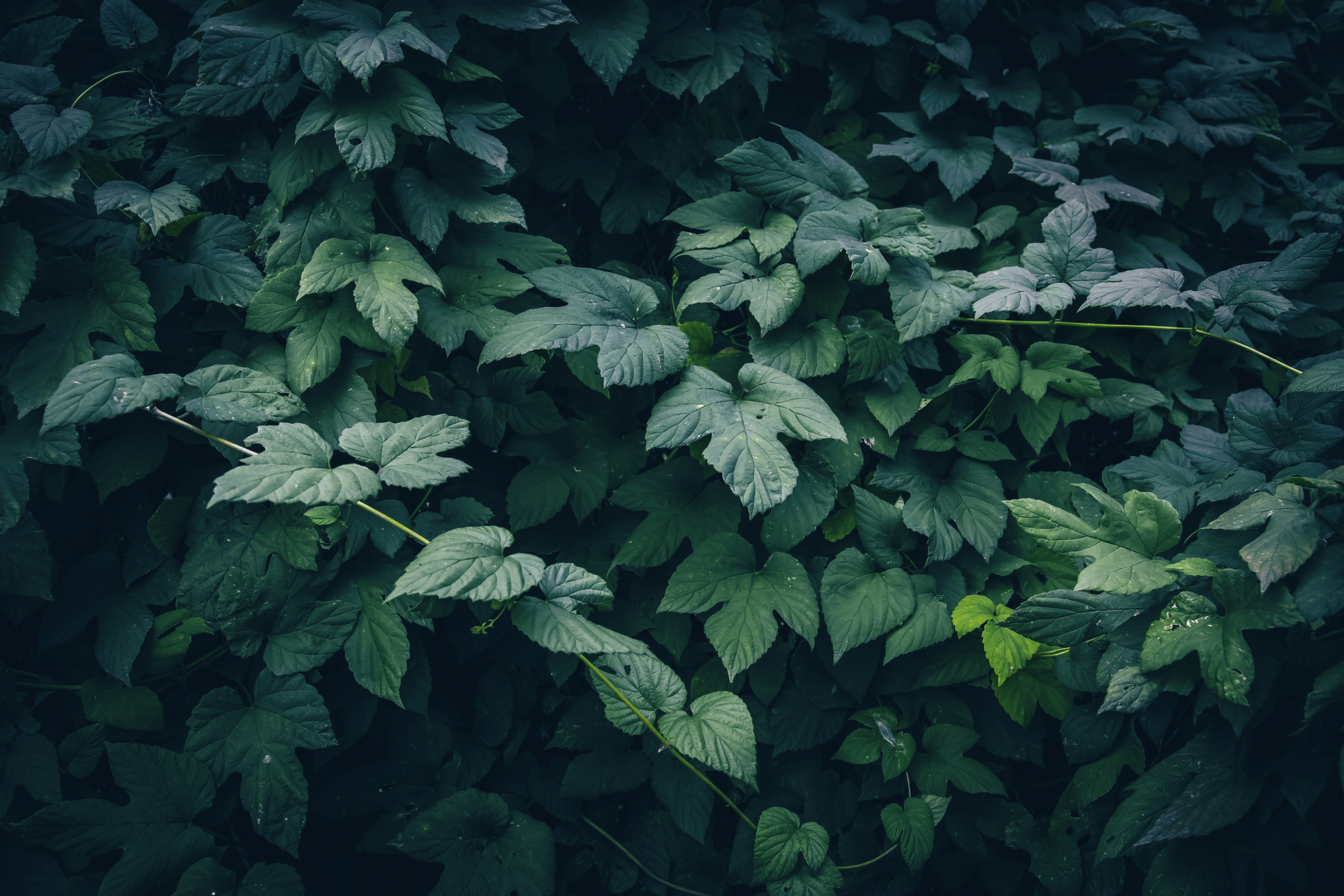 Tangled Emerald: A Dense Canopy of Leafy Texture