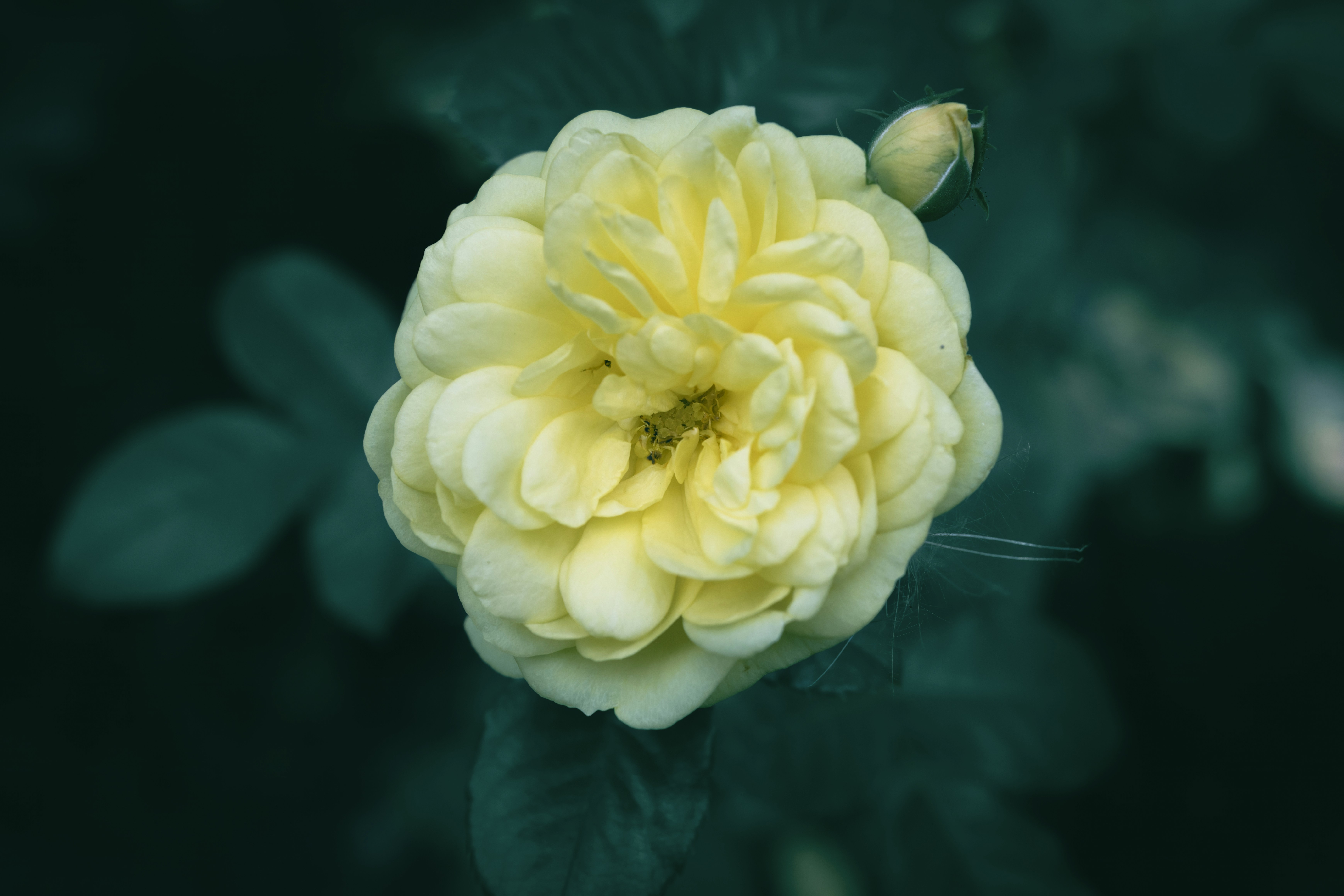 Soft Yellow Bloom Amid Deep Teal: A Close-Up of Quiet Petals