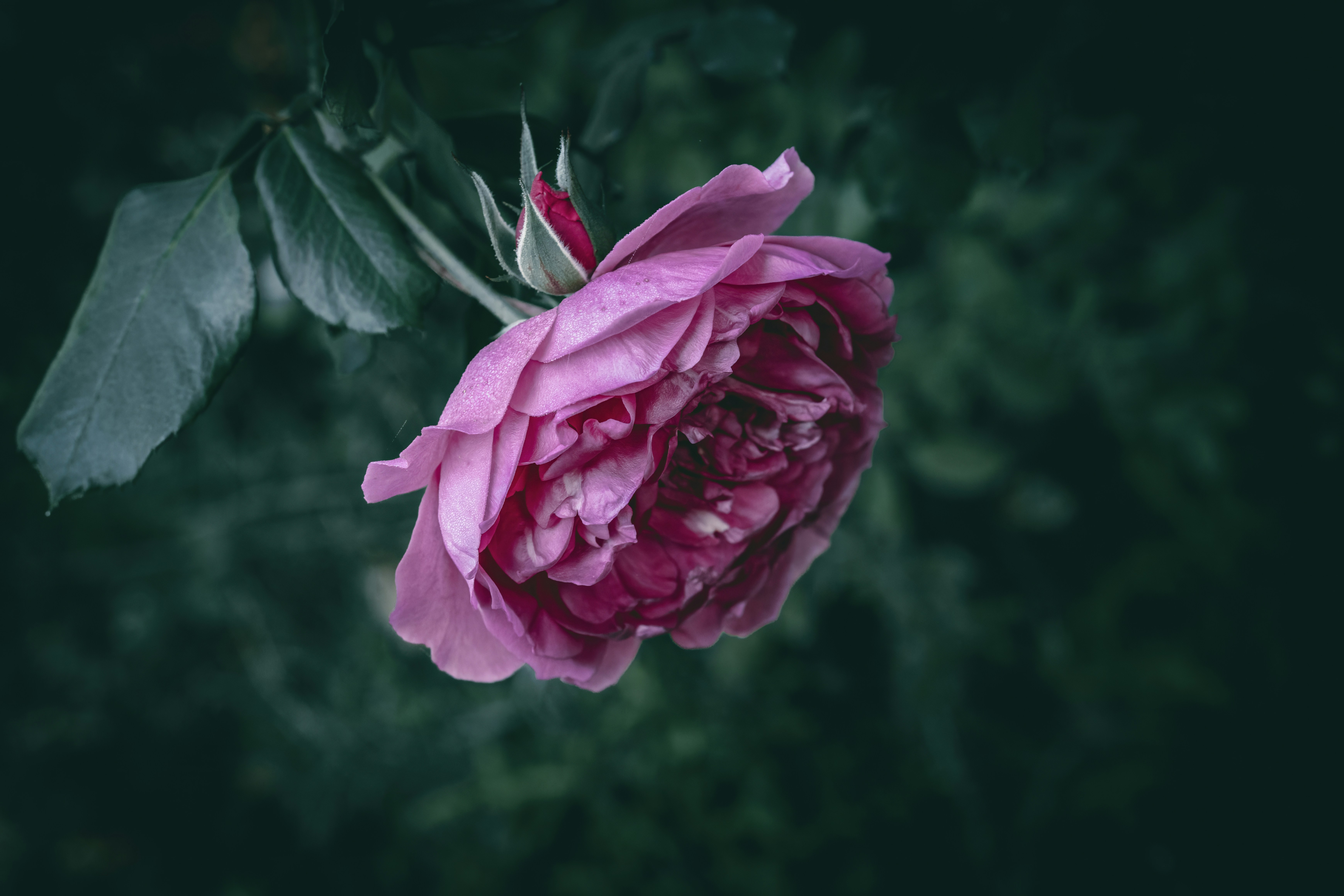 Pink Rose in Moonlit Green: A Close-Up of Delicate Petals