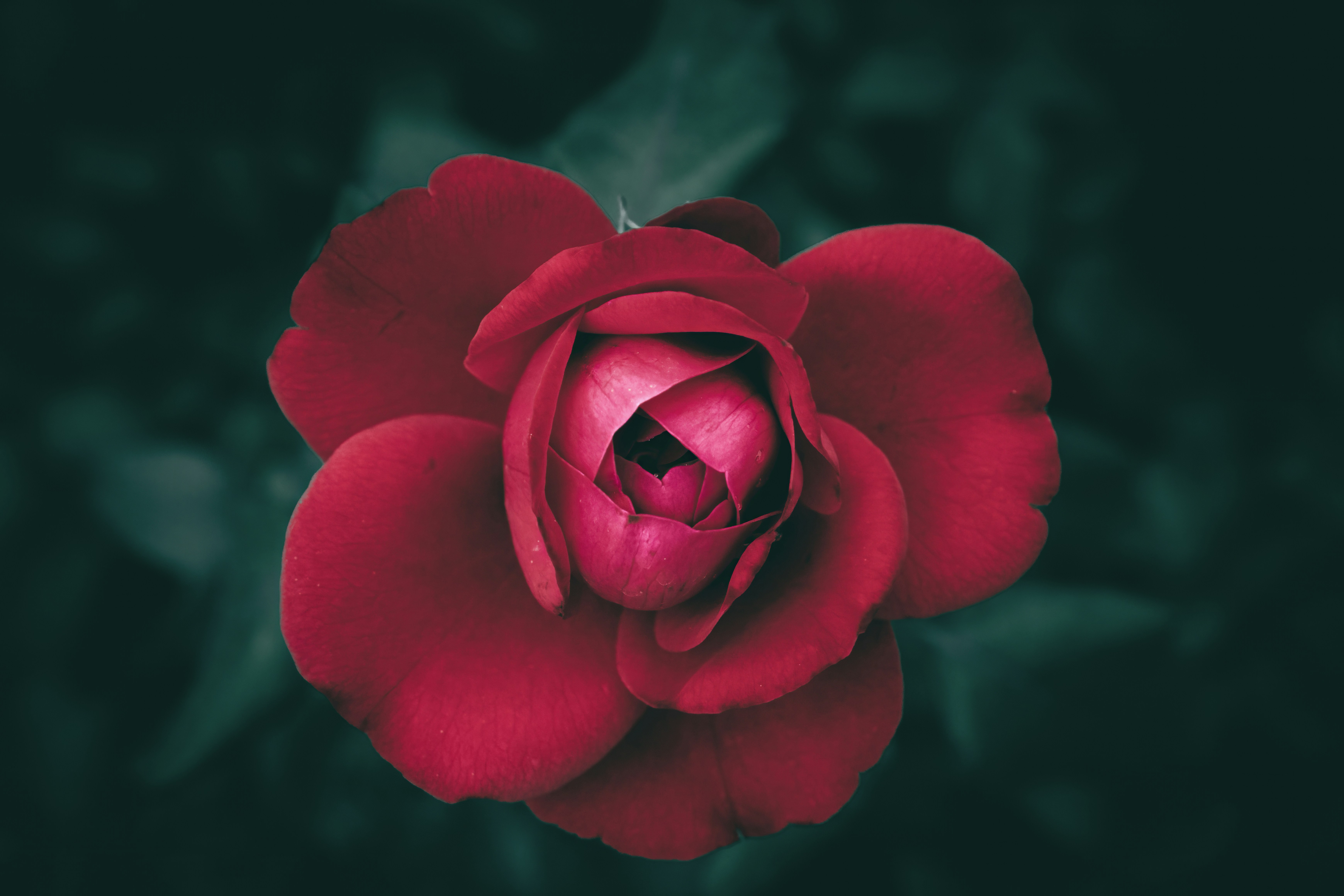 Crimson Bloom: Center Stage Rose