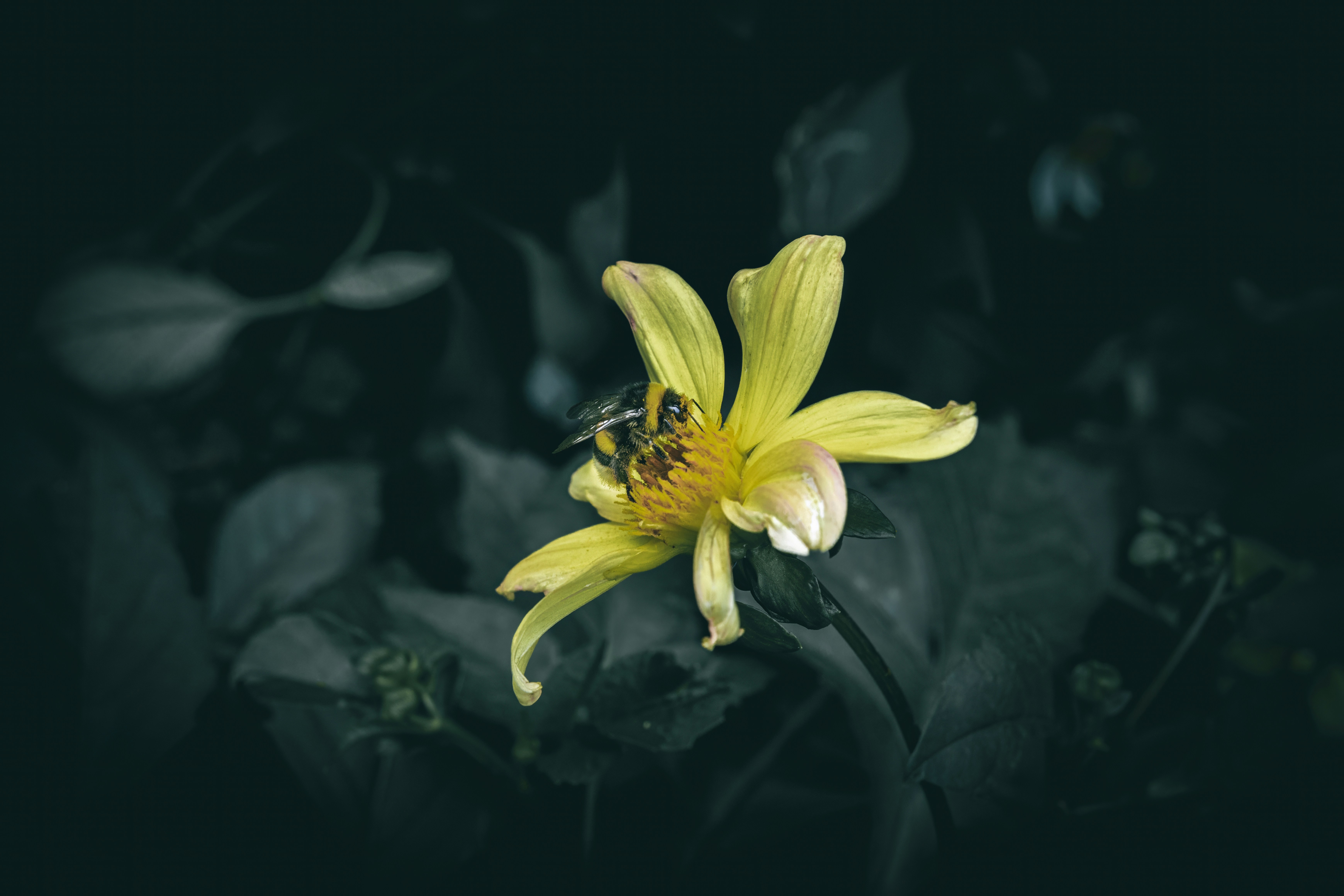 Sunlit Yellow Bloom in Quiet Verdant Twilight