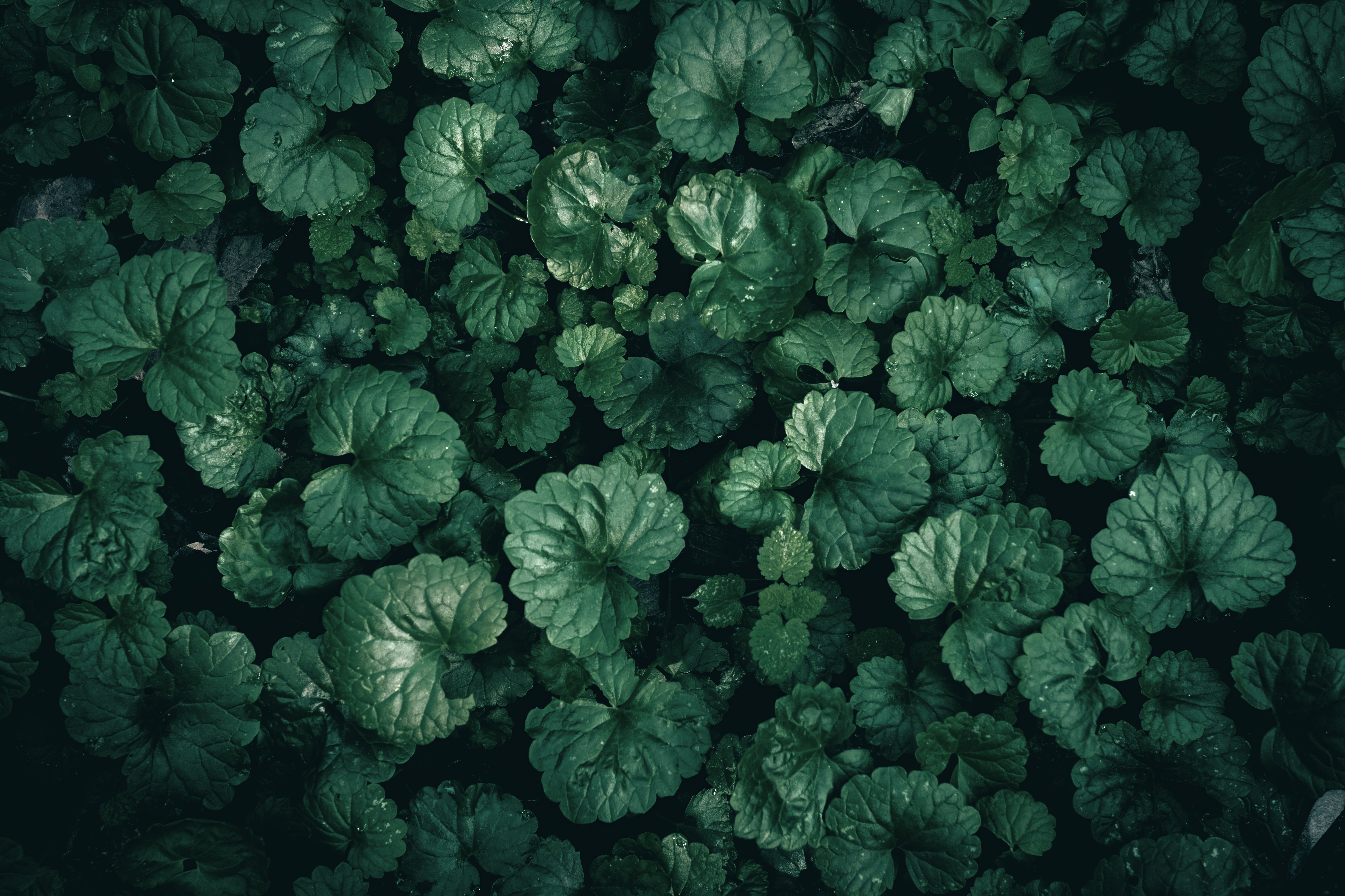 Verdant Canopy: A Dense Chorus of Green Heaves