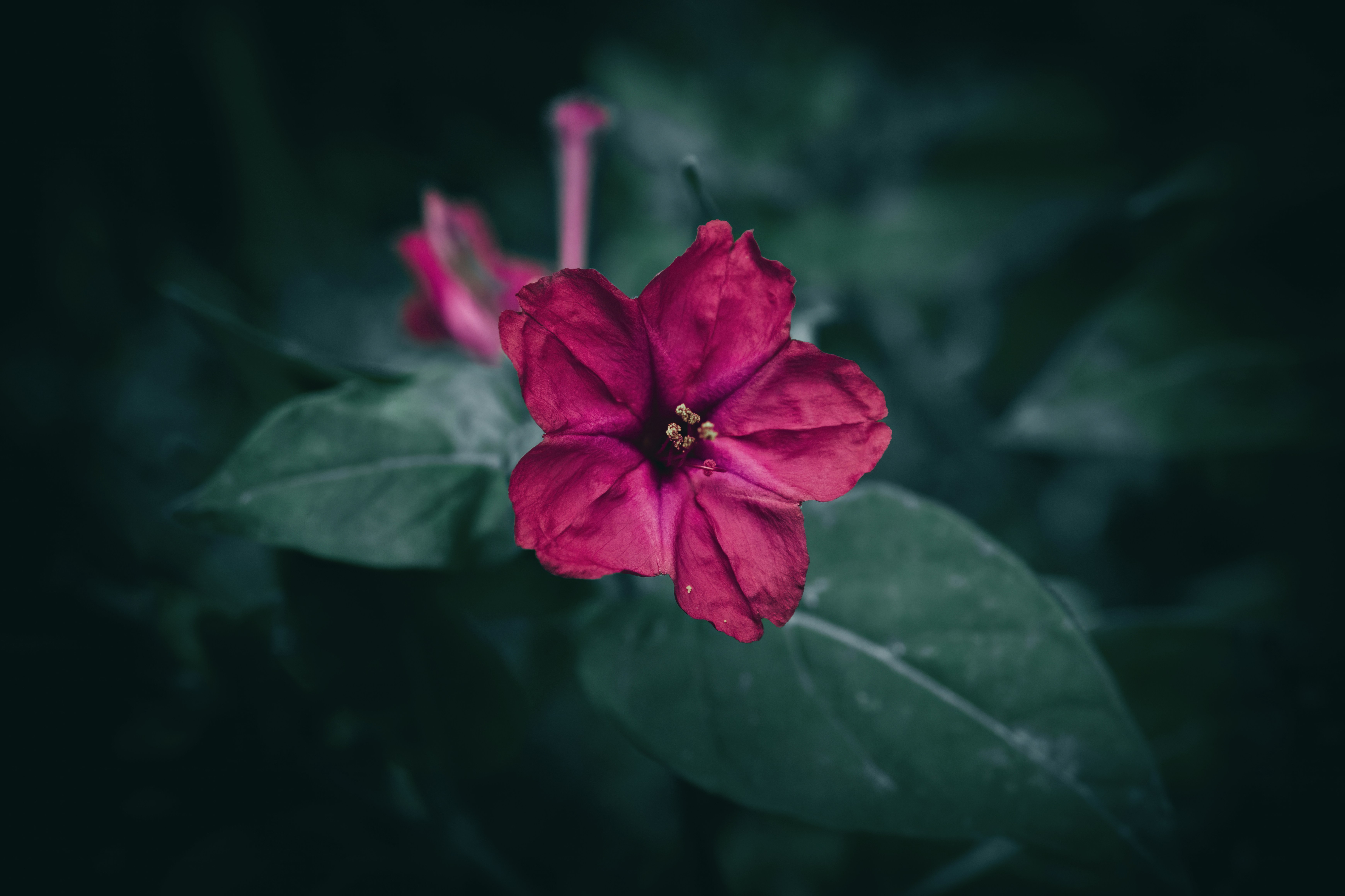 Crimson Bloom in Velvet Green