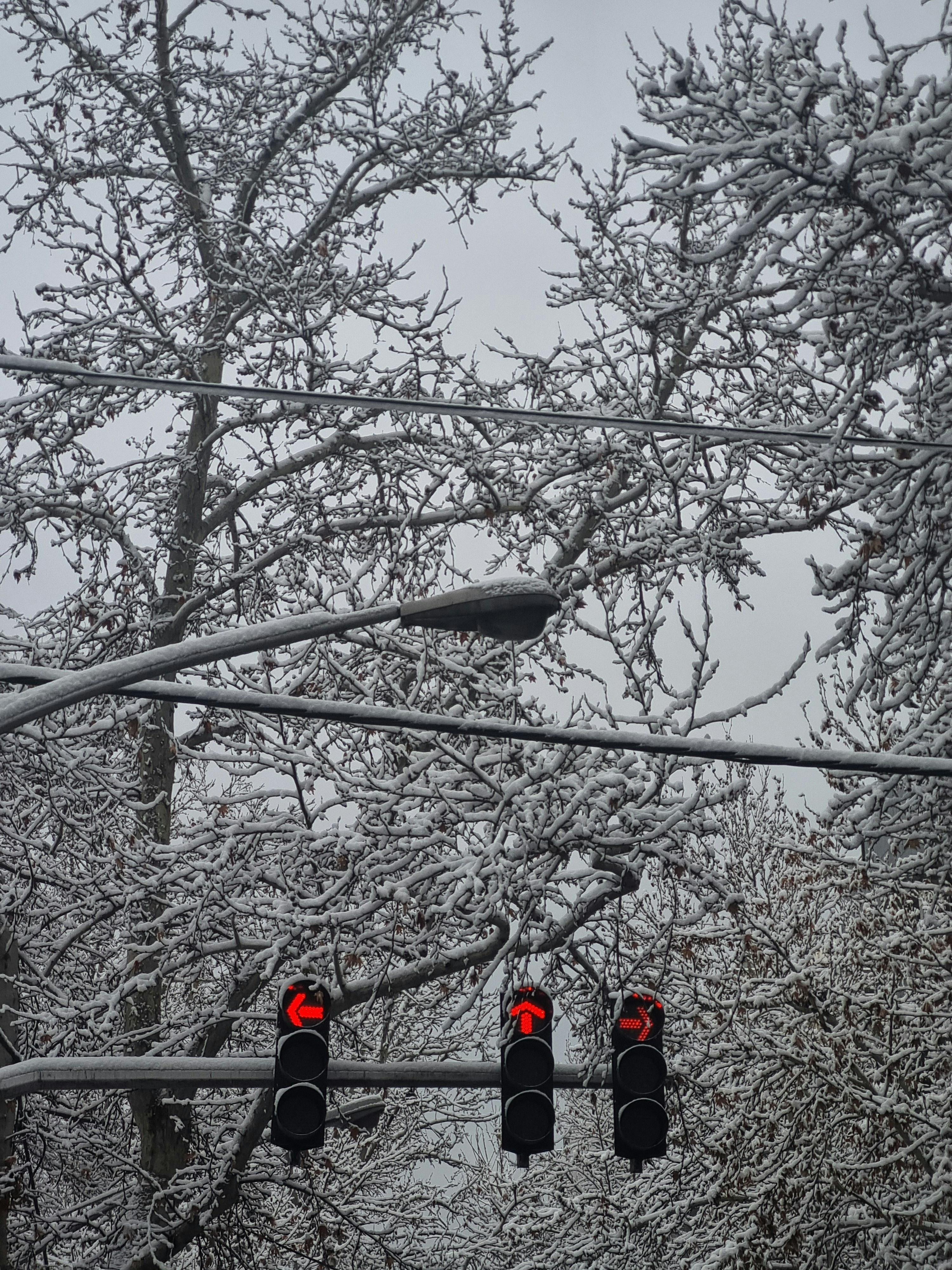 Crimson Halt: Red Signals Amid Snow-Crowned Branches