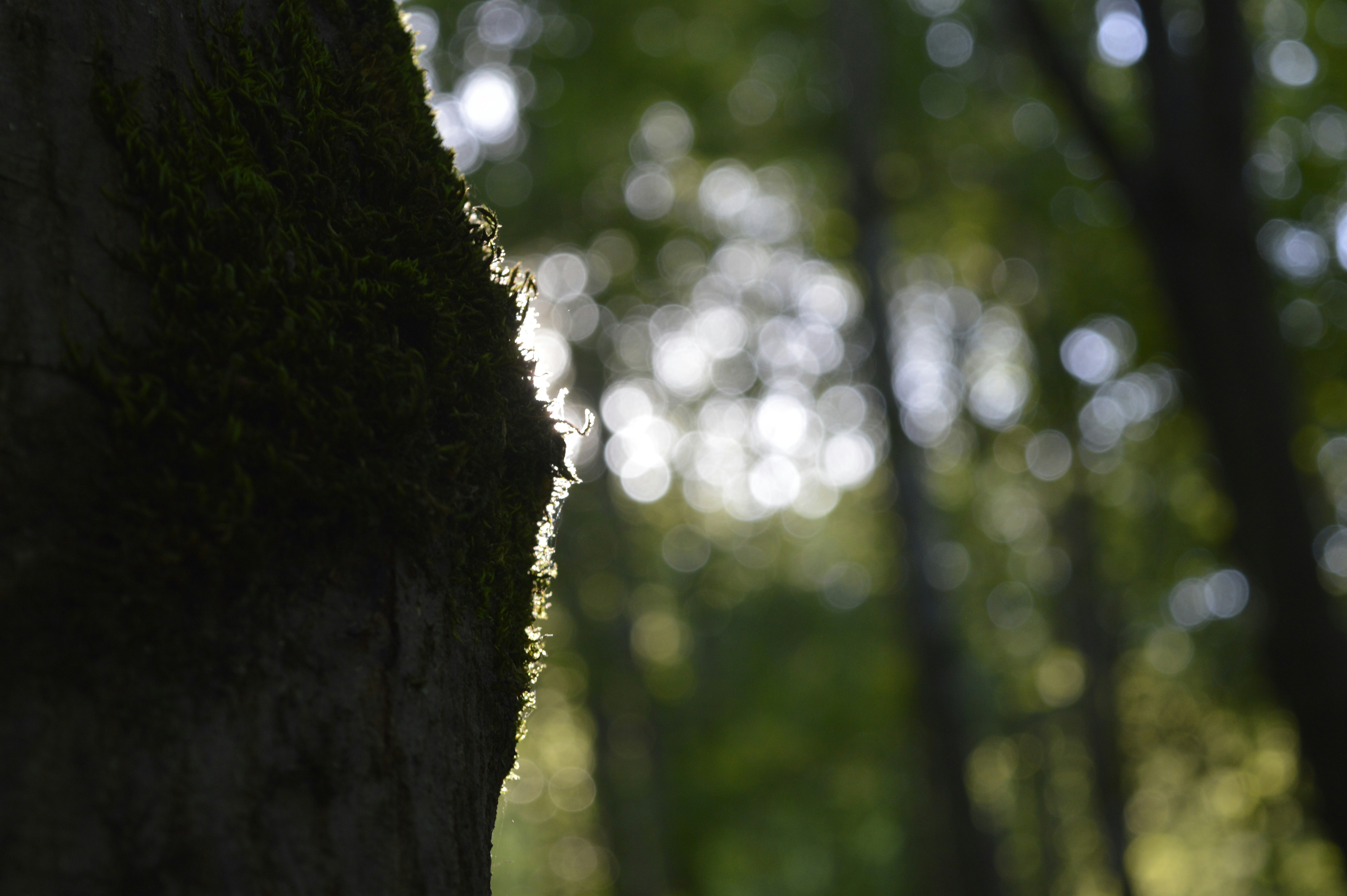 Mossy Tree Trunk in Soft Forest Light