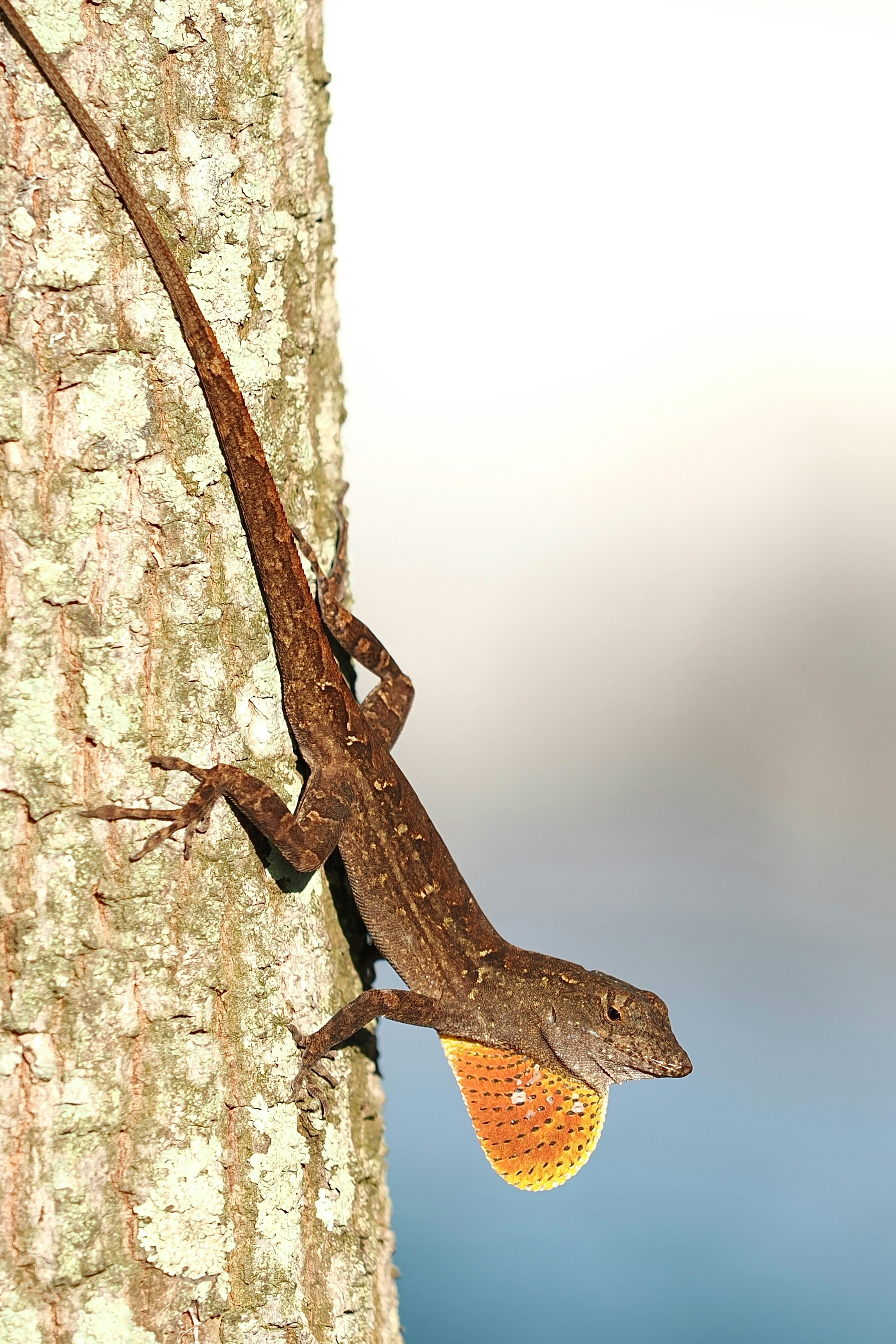 Climbing Lizard: Balancing on Bark with a Bright Orange Crest