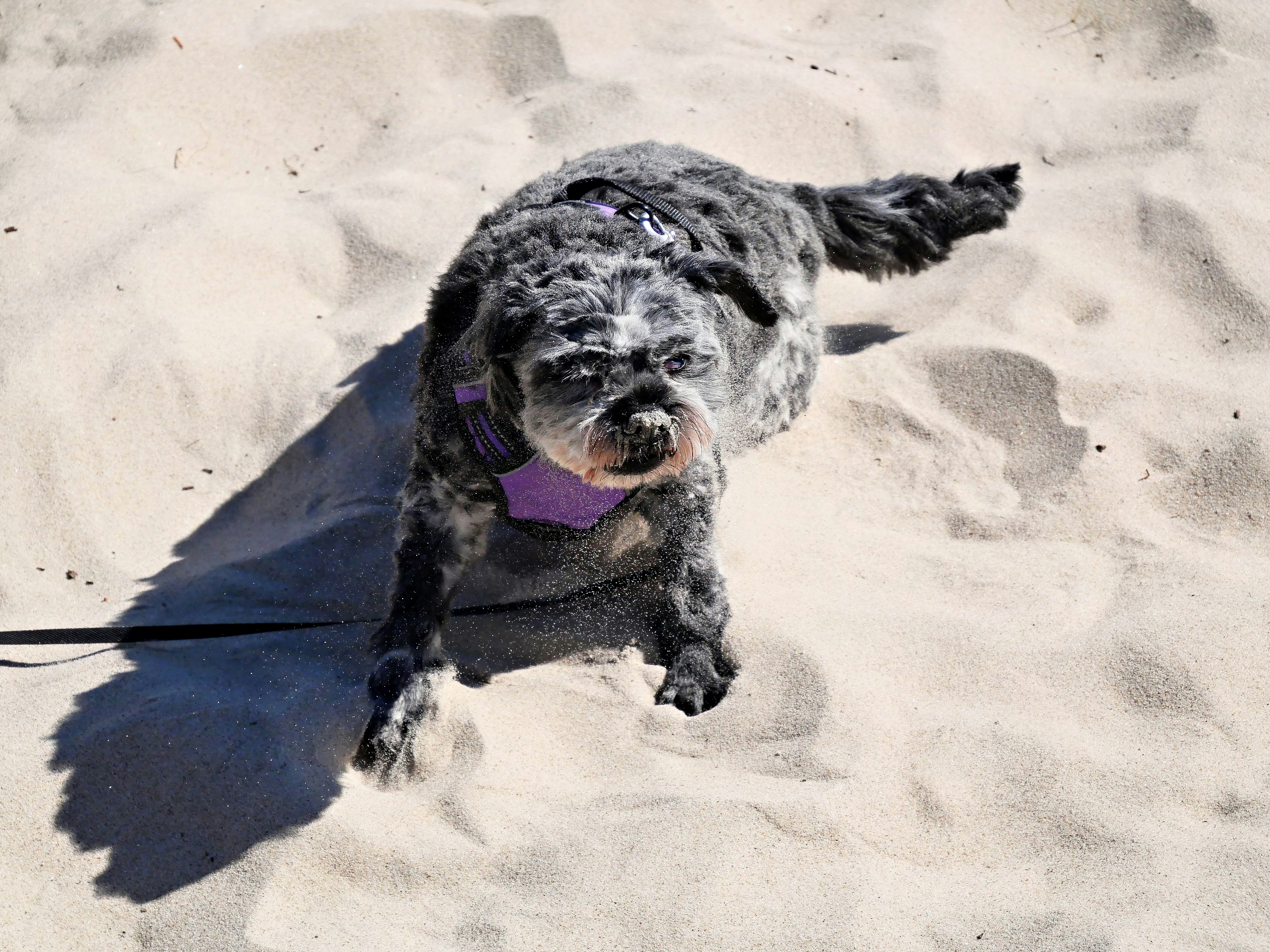 Playful Beach Dash: A Schnauzer Burst Through Soft Sands