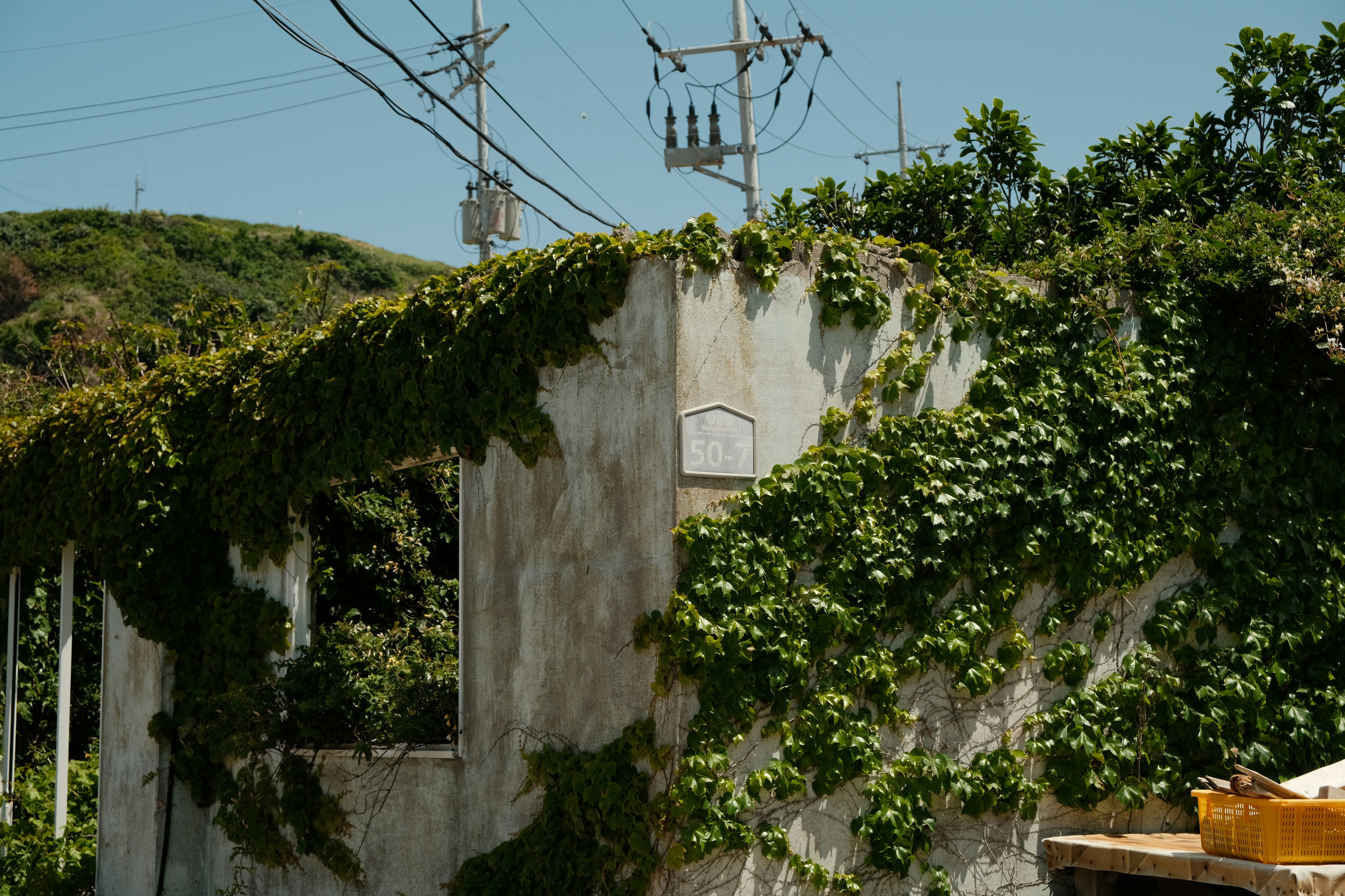 Vines Claim the Wall: A Quiet Corner of a Sunlit Campus