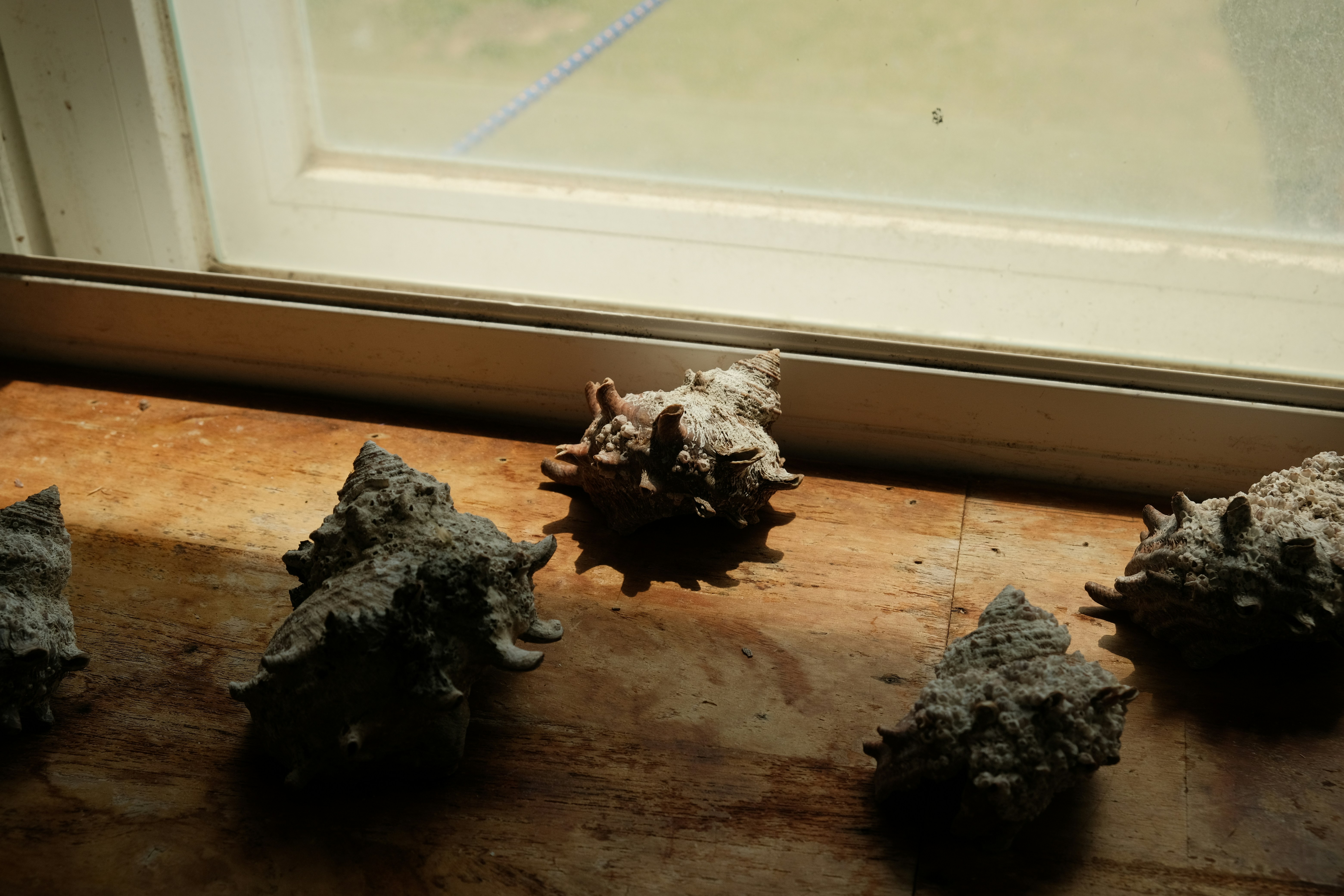 Ragged Cones on a Windowsill