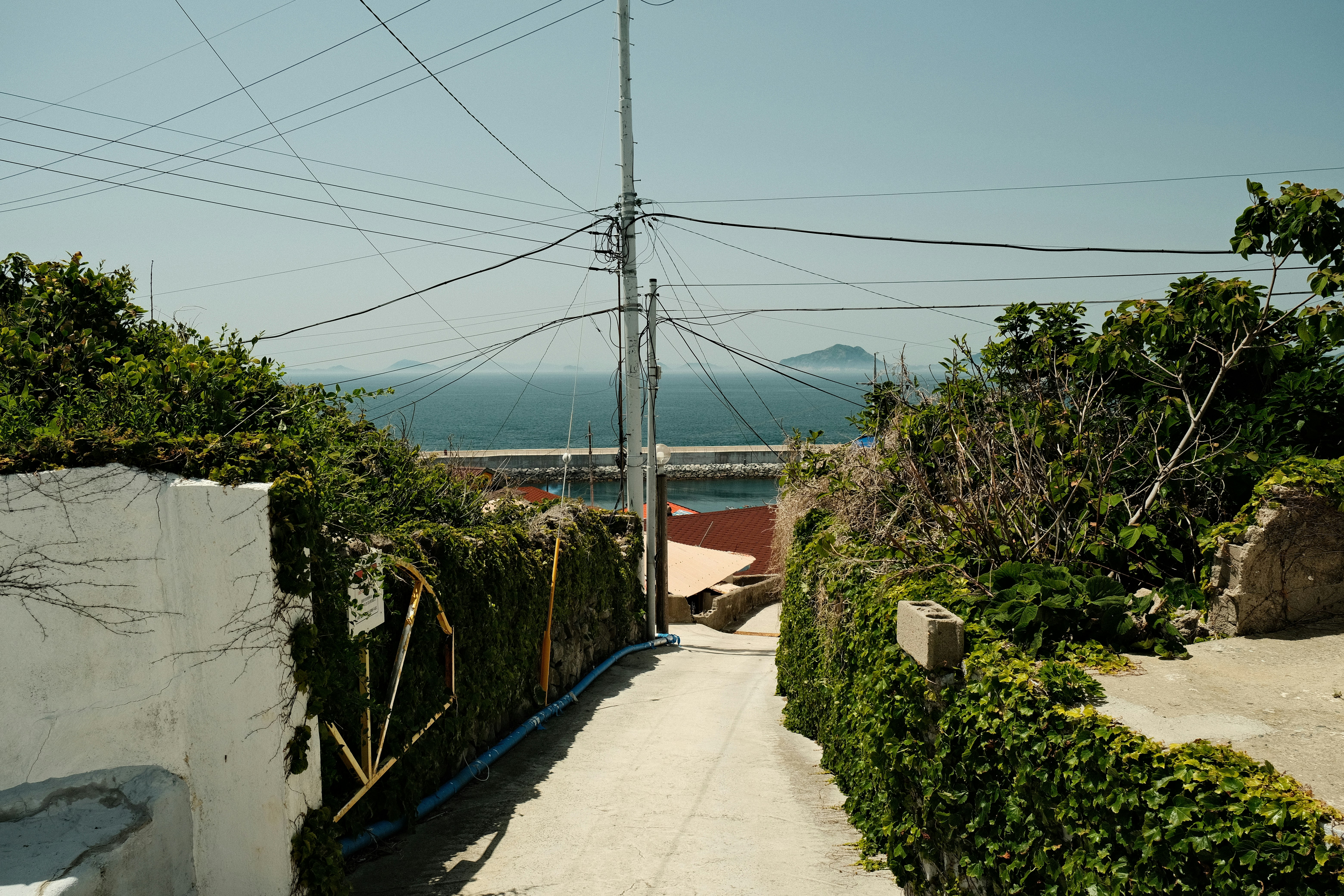 Path to the Sea Beyond the Verdant Corridor