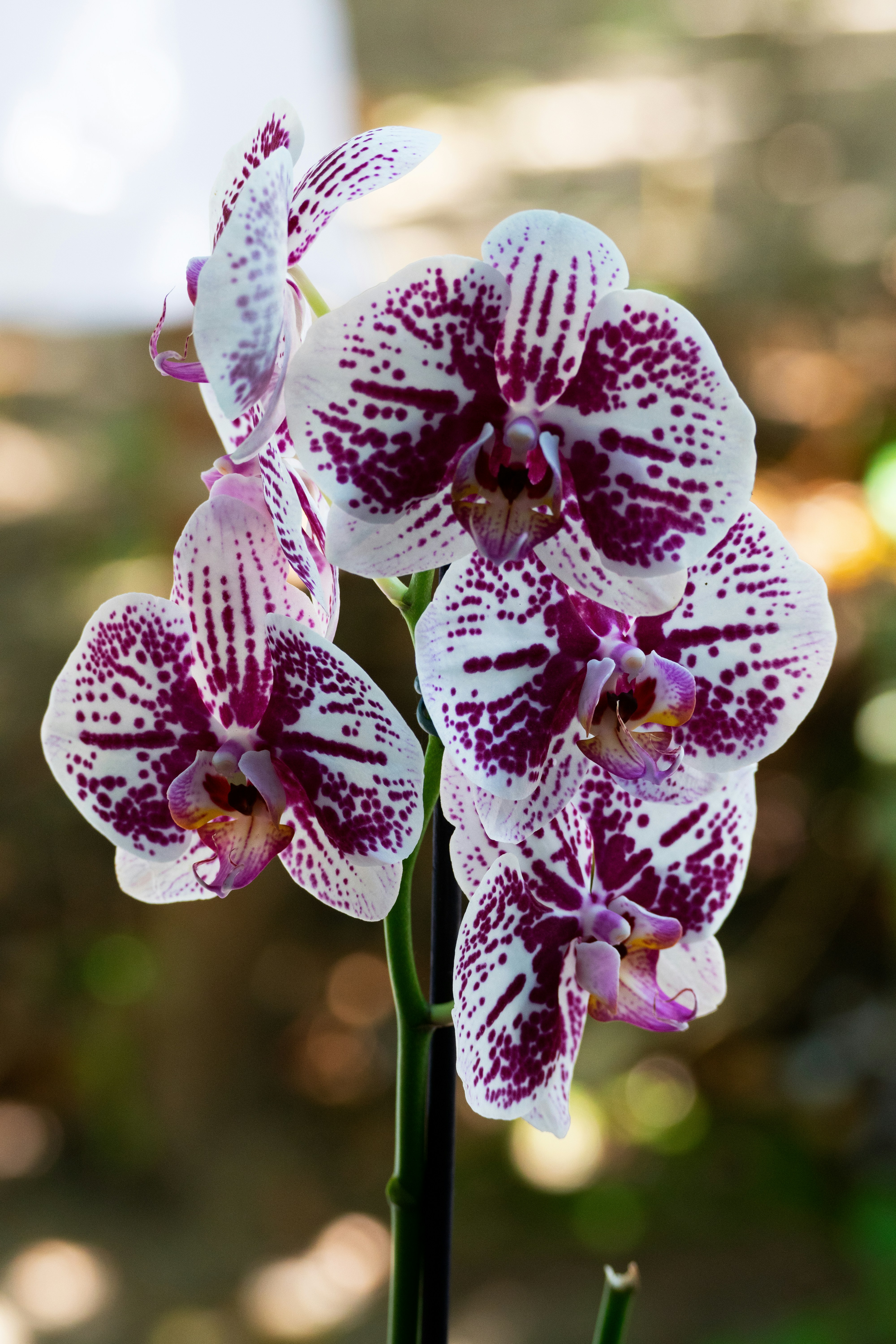 Whispering Orchids: A Cluster of Purple-Patterned Phalaenopsis