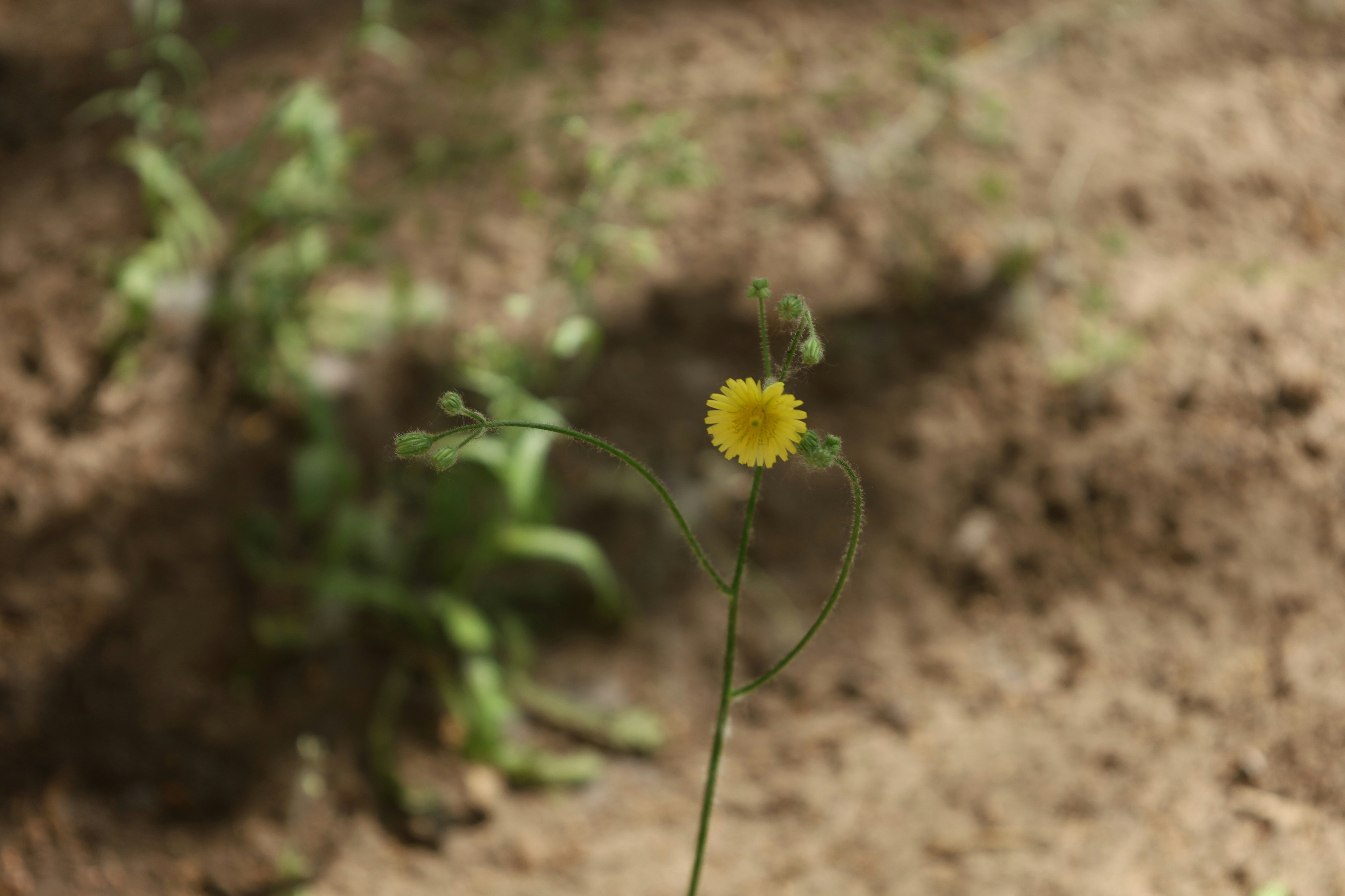 A lone yellow bloom rises in sunlit soil