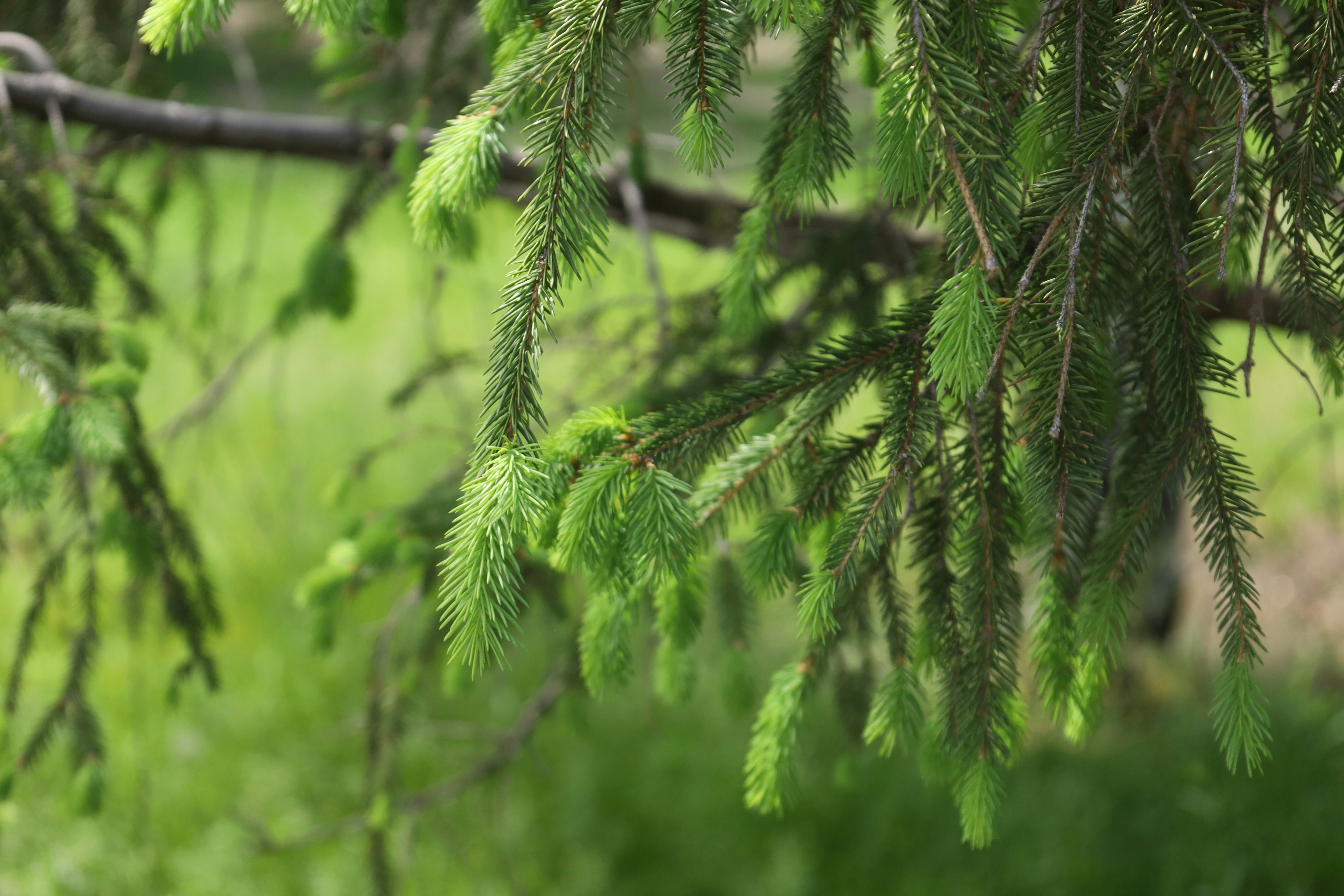 Emerald Sprigs: Close-up of Hanging Pine Needles
