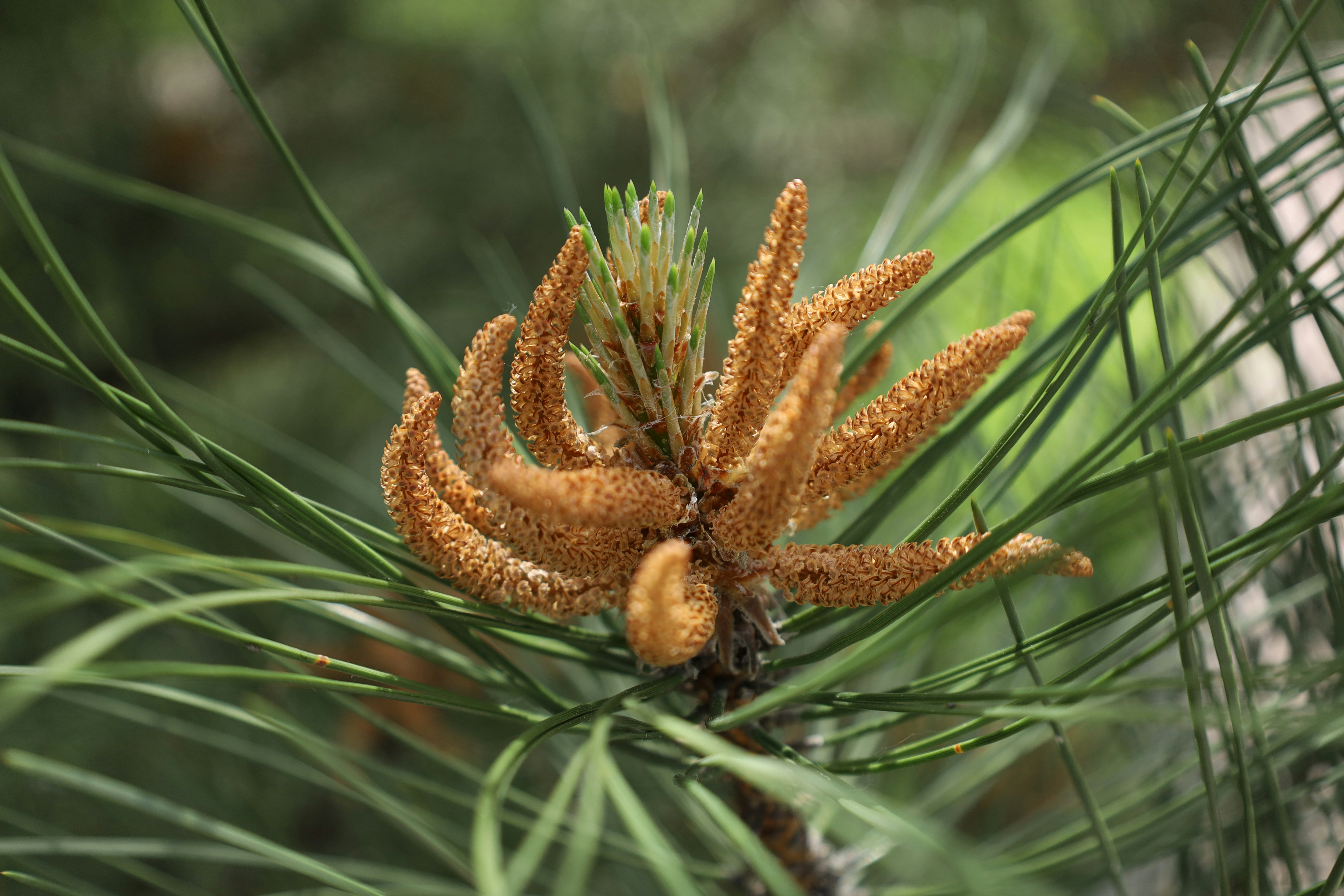 Golden Pinecone Bloom: A Macro Moment in Green Pines