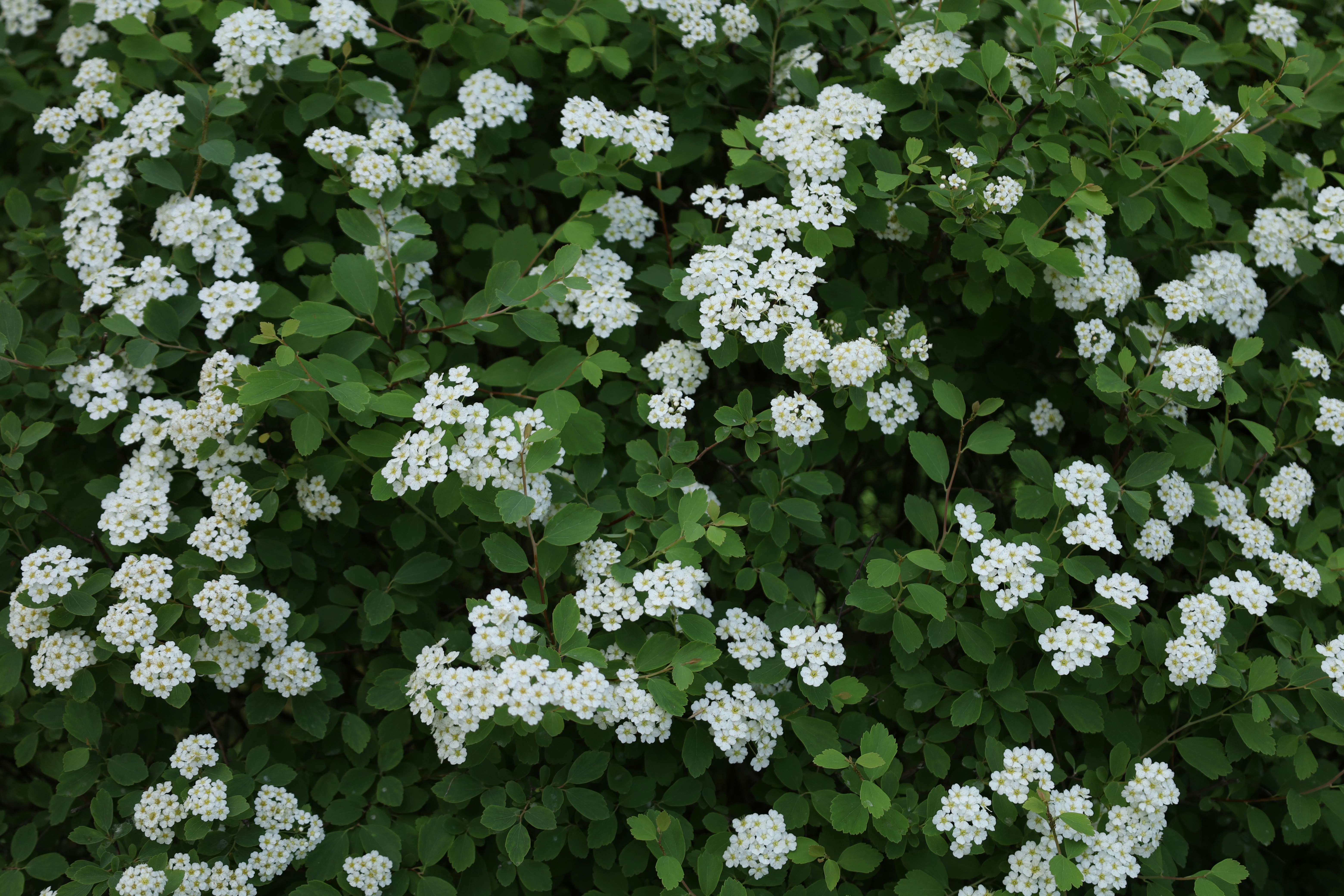 White Blossom Canopy: a sea of tiny blooms among lush green leaves