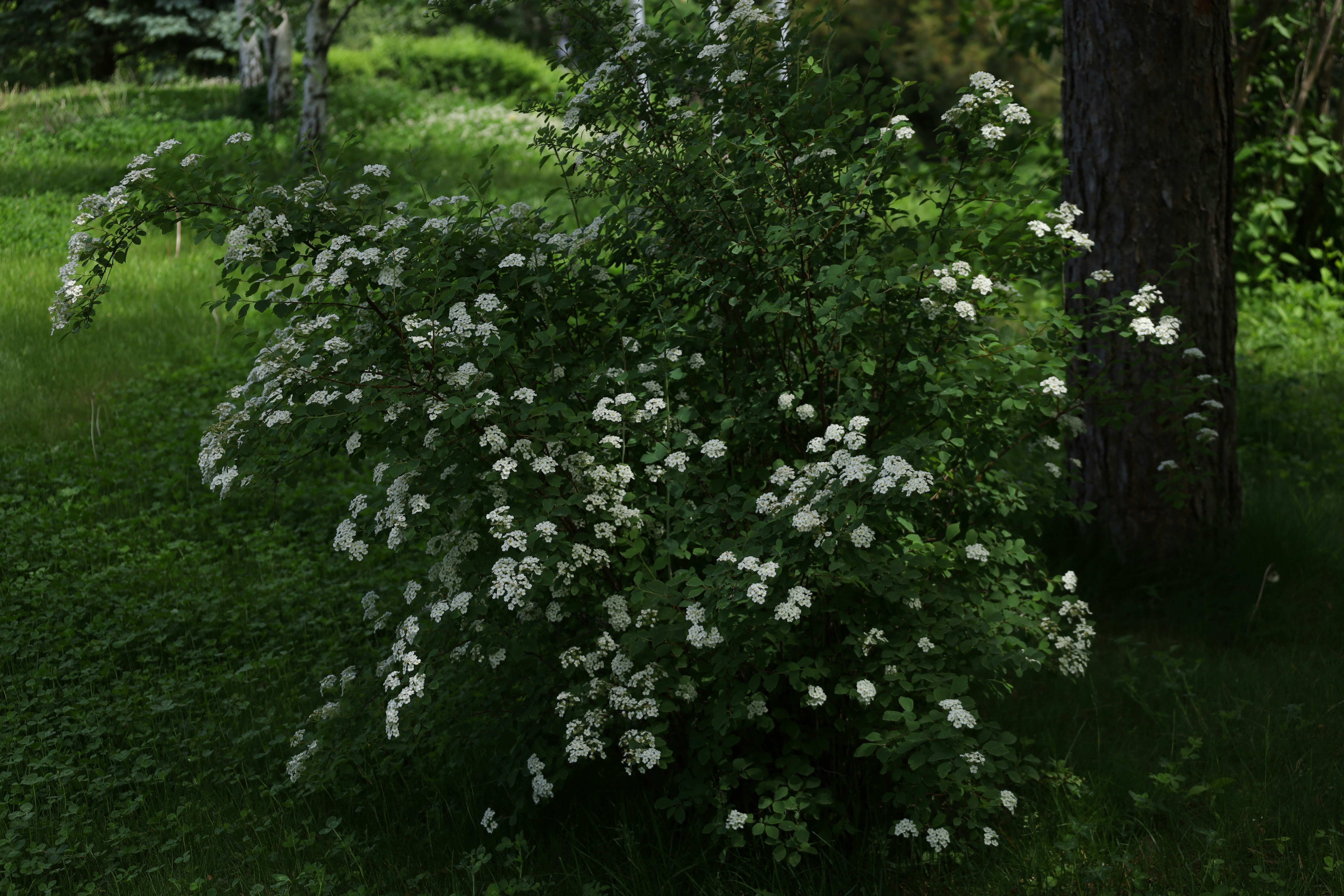 Floral Self-Portrait in Dappled Garden Light