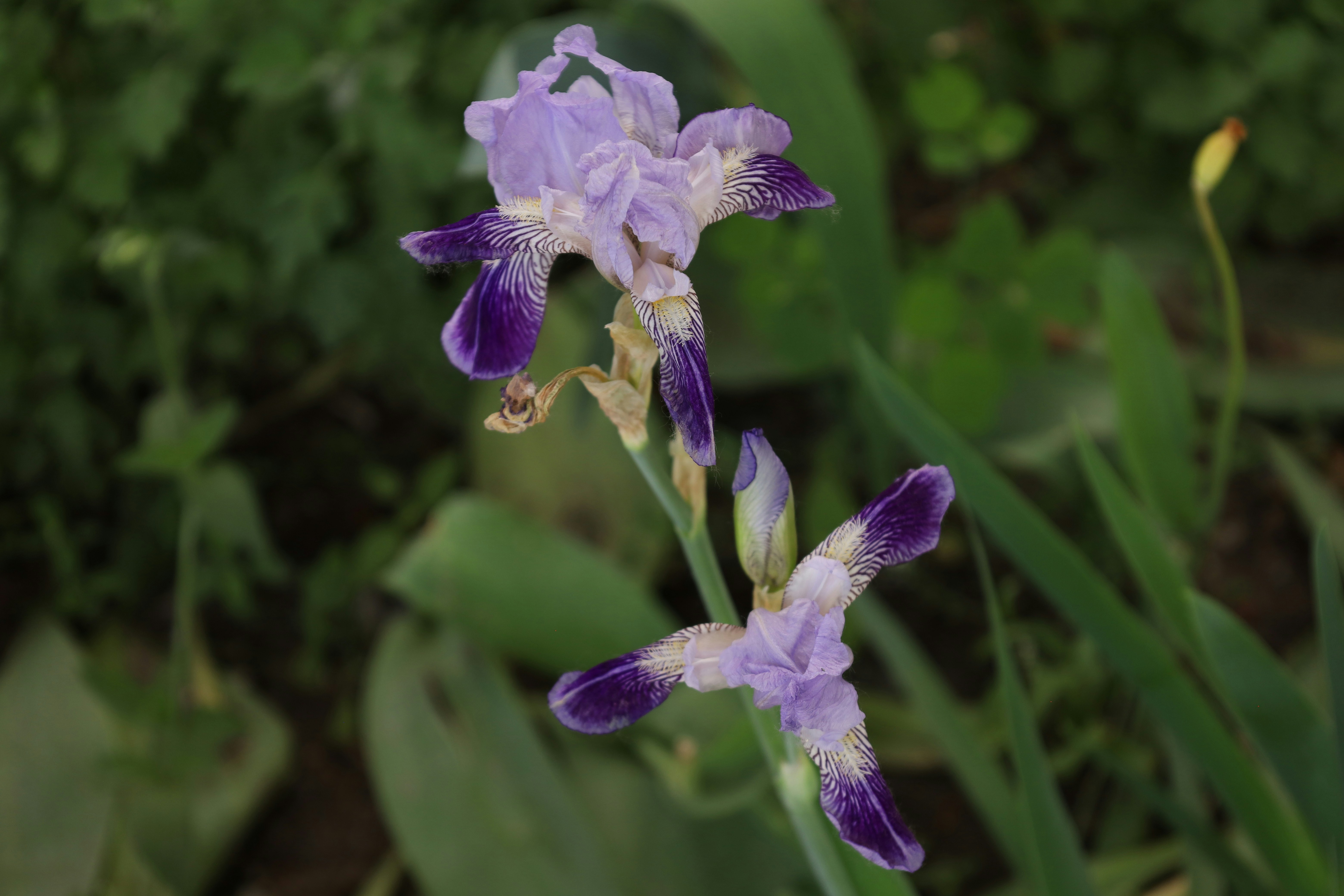 Violet Iris in Focus: Delicate Blooms Amid Green Backdrop