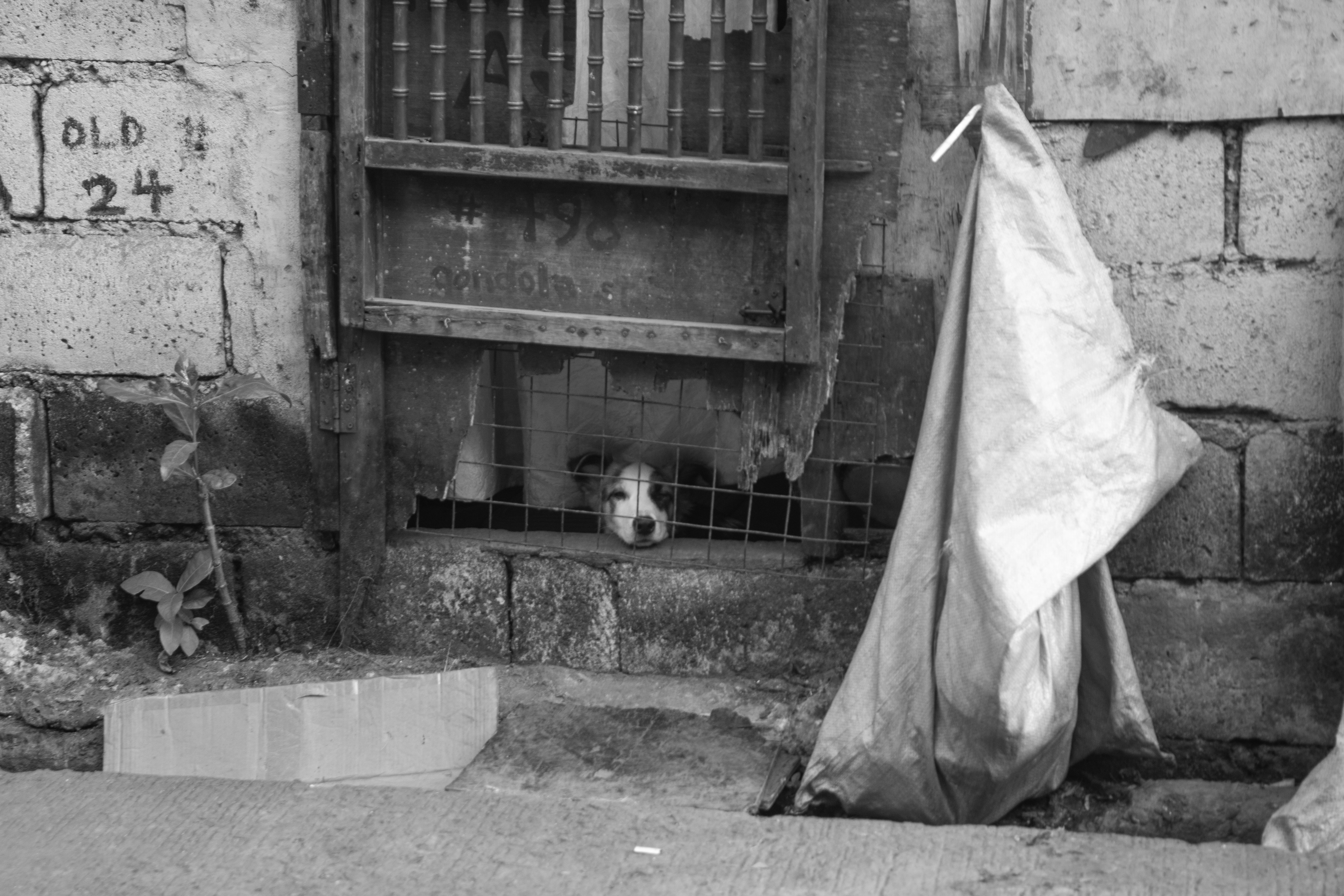 Dog in a Grimy Alley: Watchful Peek from the Doorway