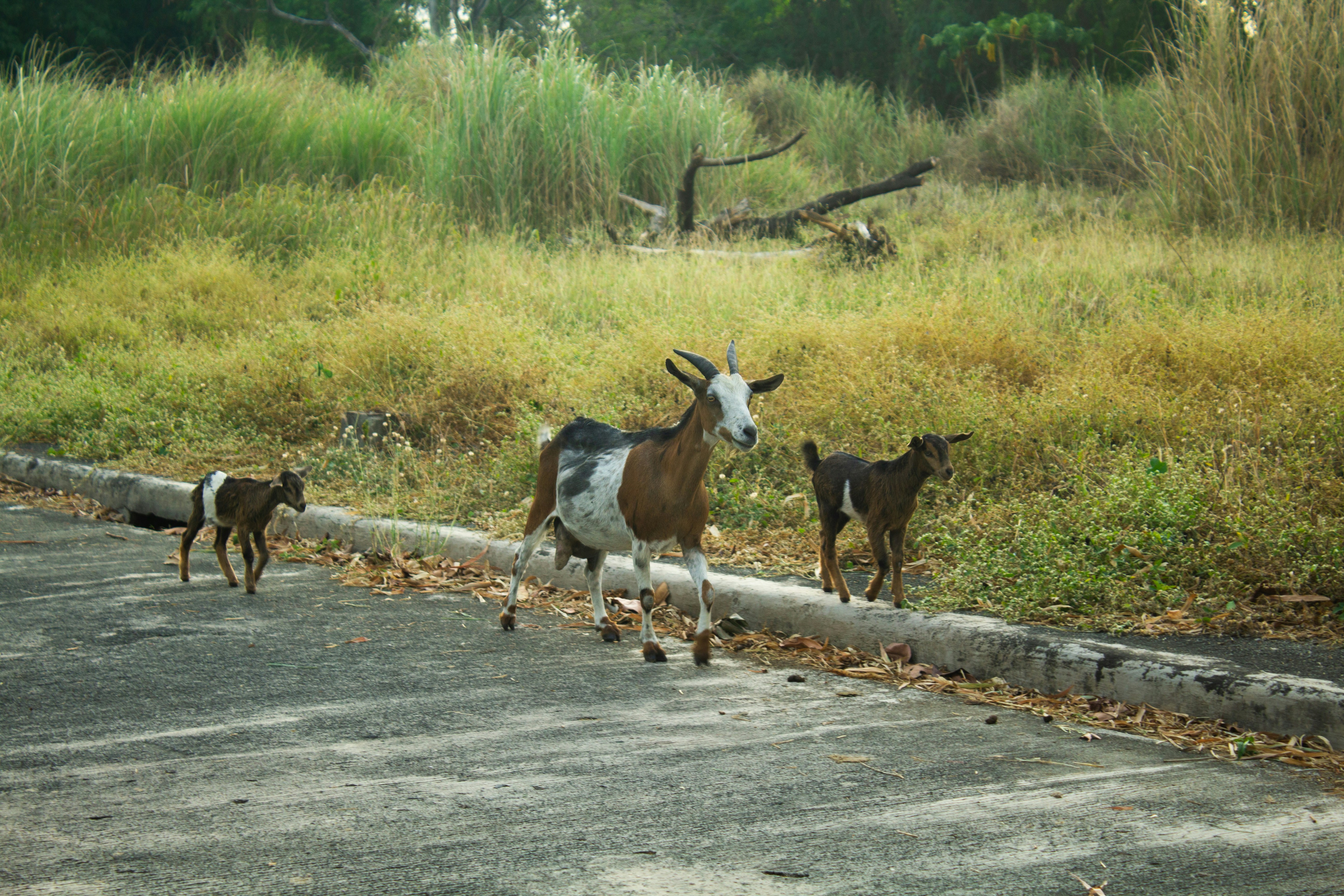 Mid-run on the Asphalt: A trio of goats crossing the verge