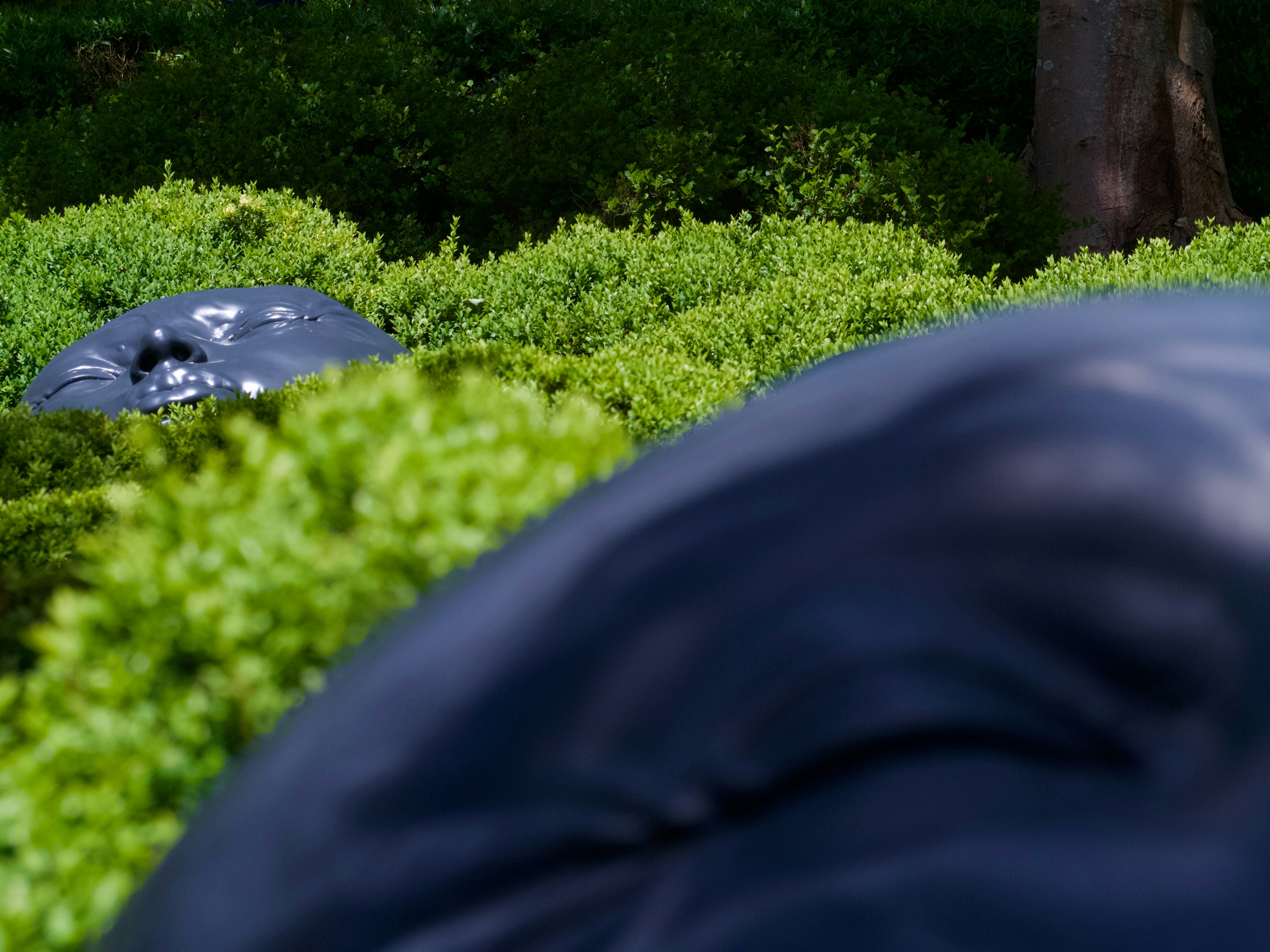 Bushes in Bloom: A Quiet Green Foreground Surrounded by Dense Foliage