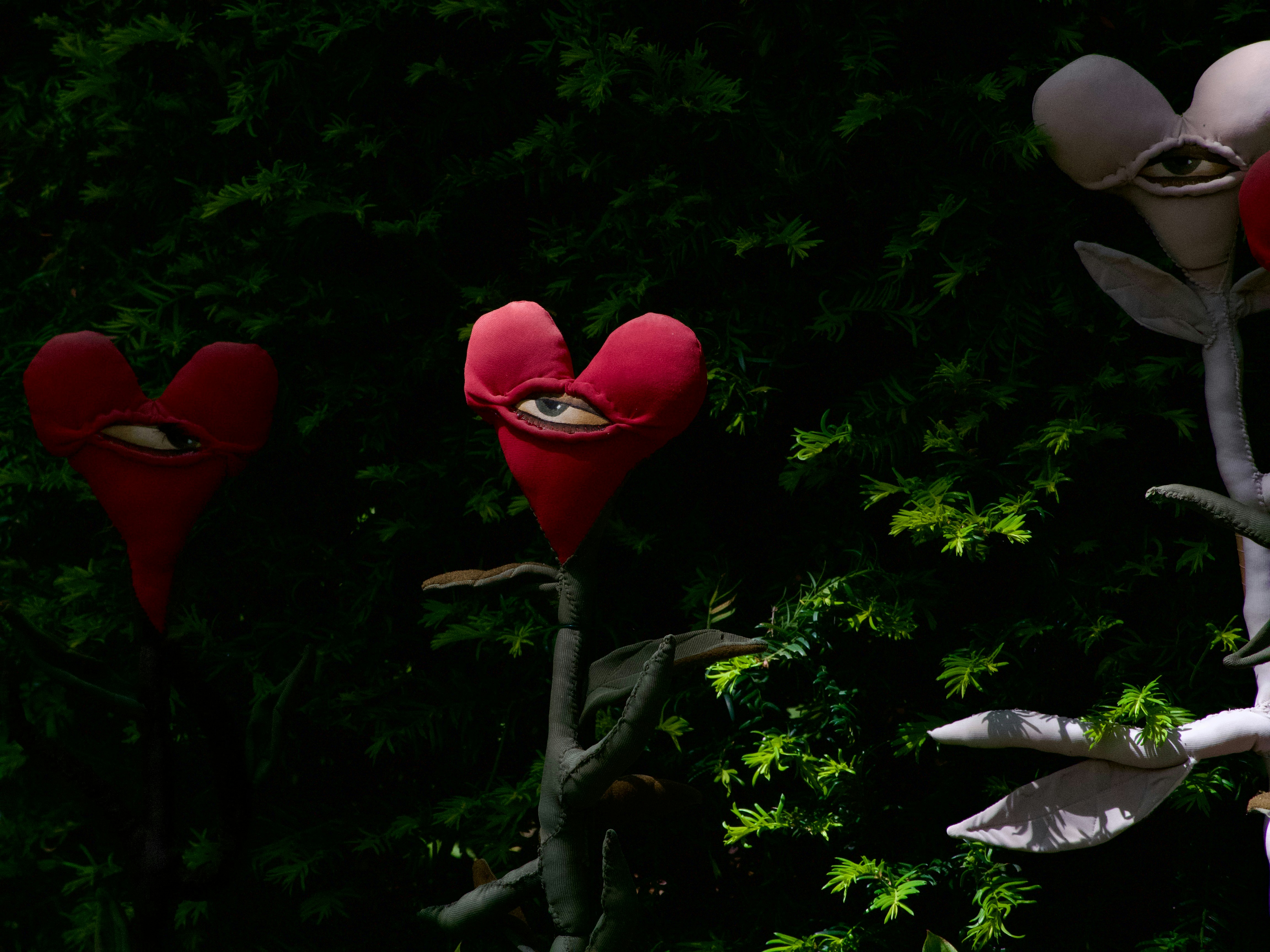 Heart-shaped flowers with a single watched eye in a dark garden