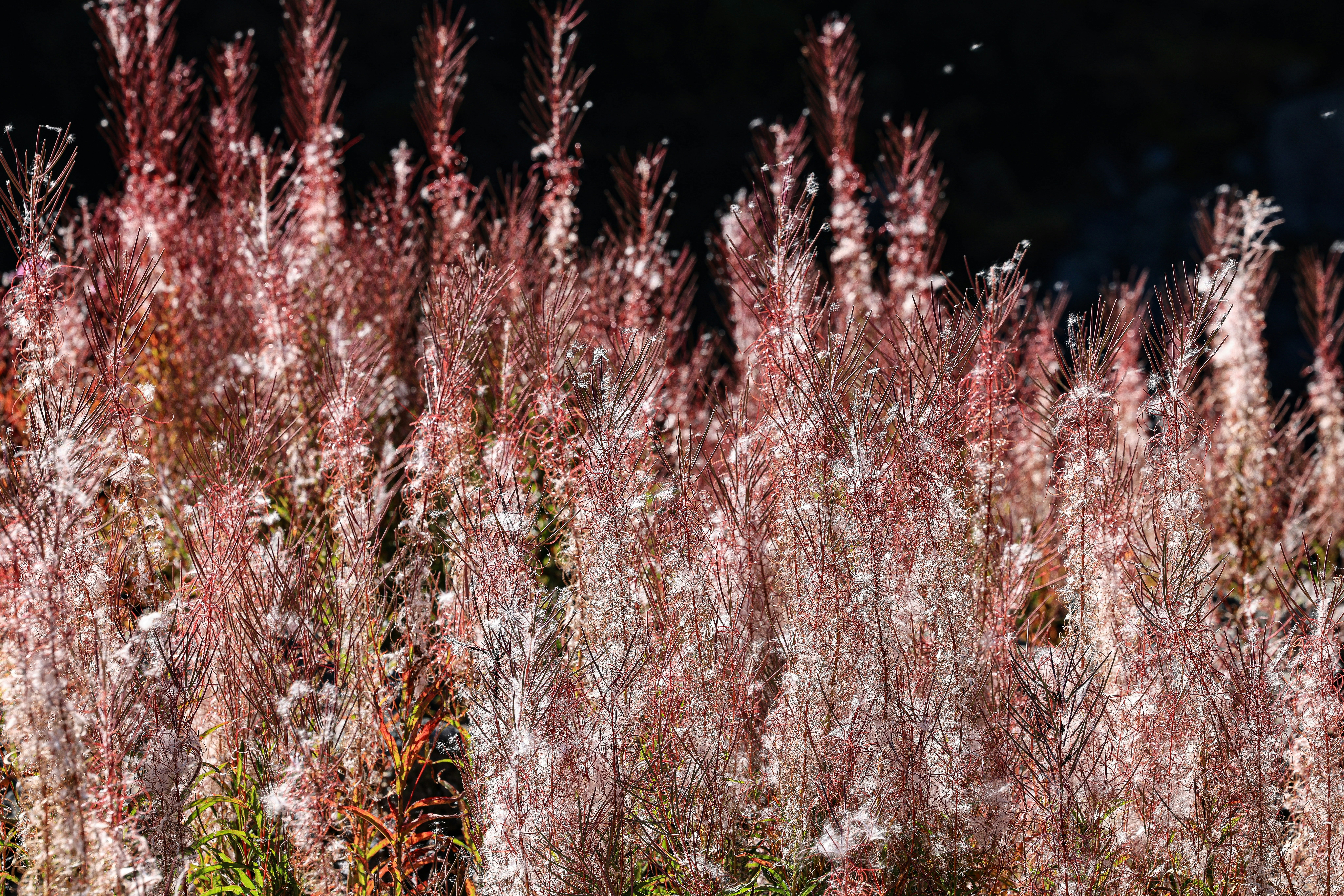Pink-tipped plumes in a sunlit field