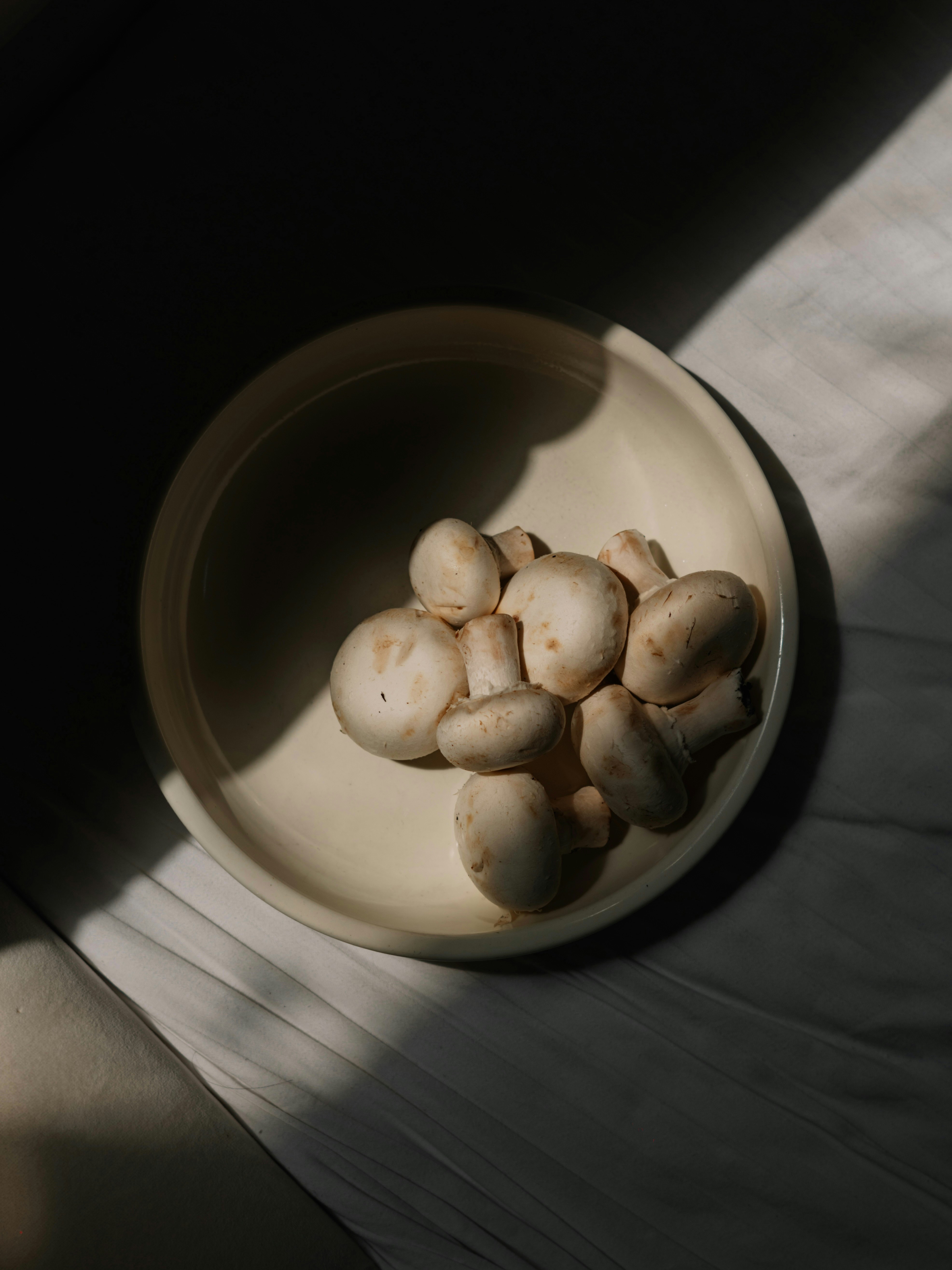 Sunlit Shells in a Quiet Bowl