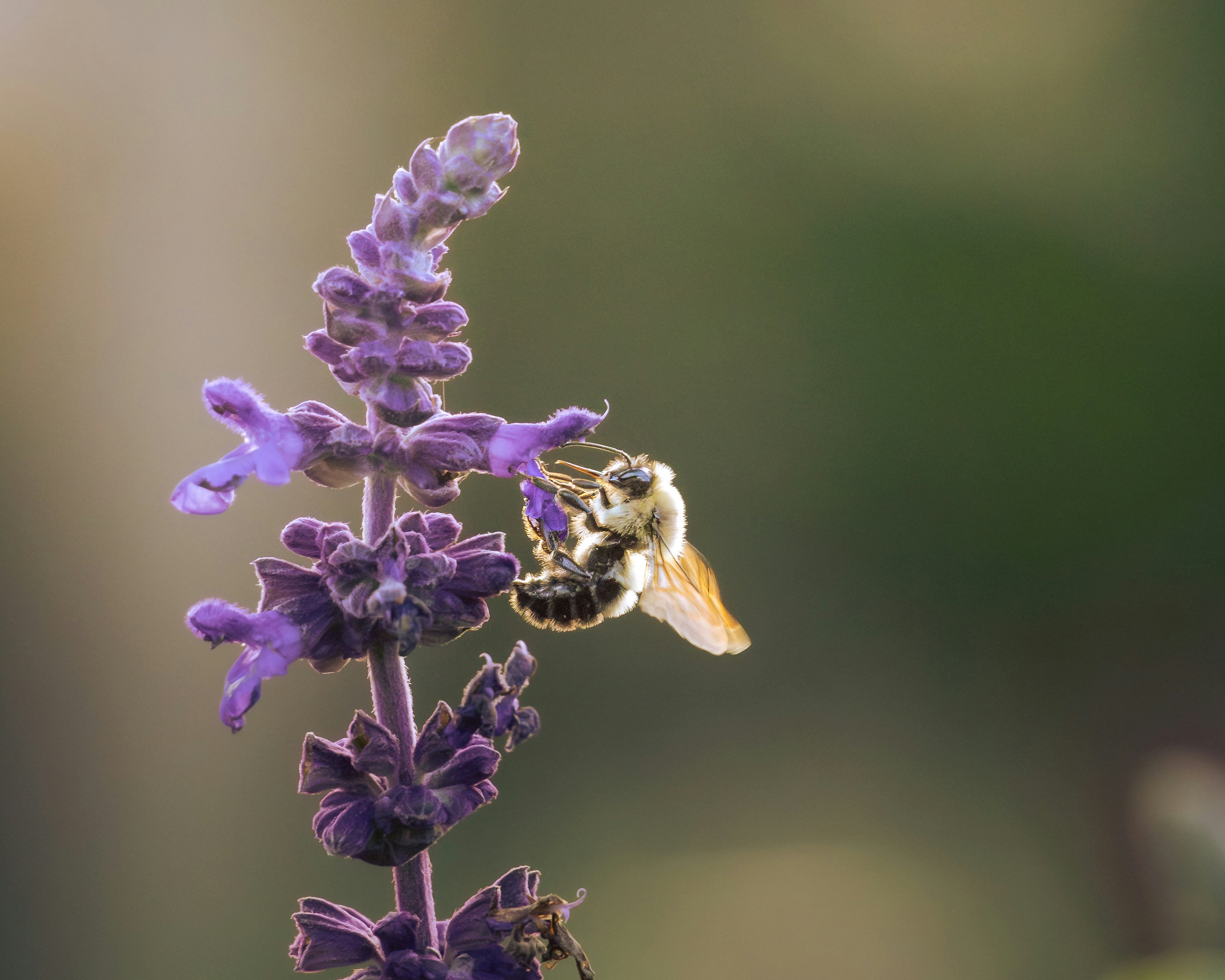 Bee Adorning Lavender: A Moment of Pollination