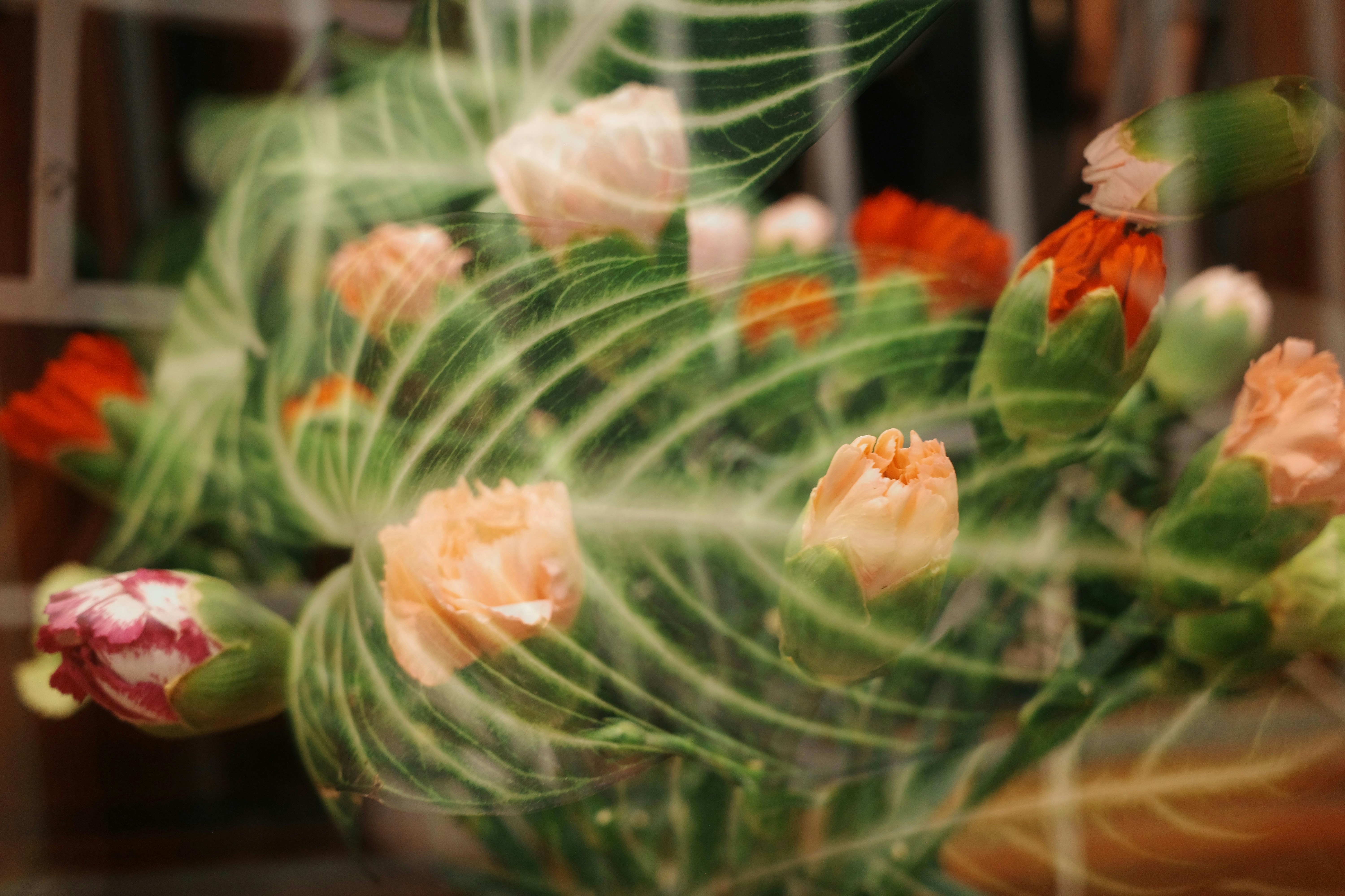 Tangled blooms: a blurred kaleidoscope of succulent petals and leaf patterns