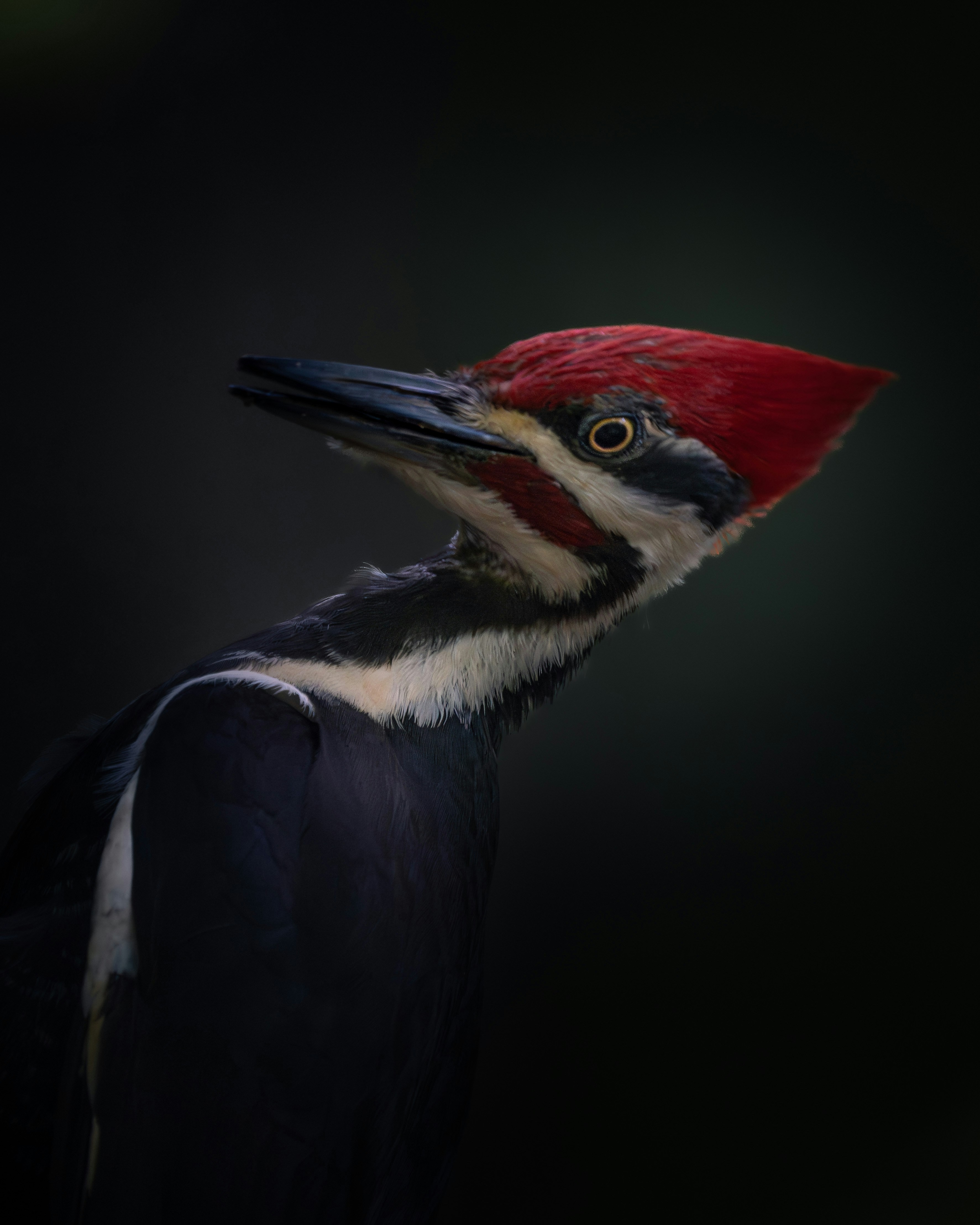 Crimson Crest in the Dark: The Focused Gaze of a Pileated Stilbent
