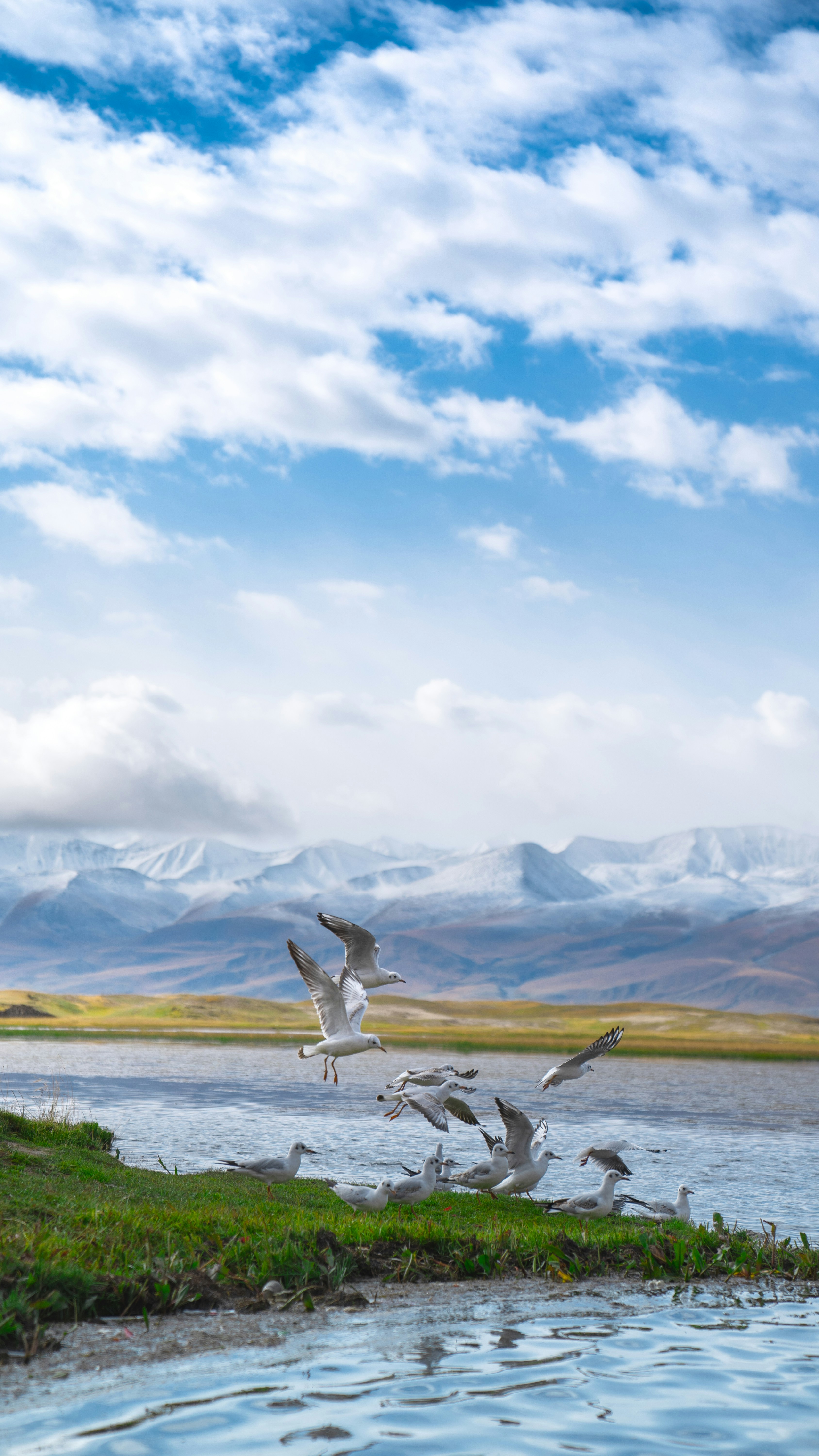 Seagulls at the Edge of a Quiet Lake Under A Sky of Clouds