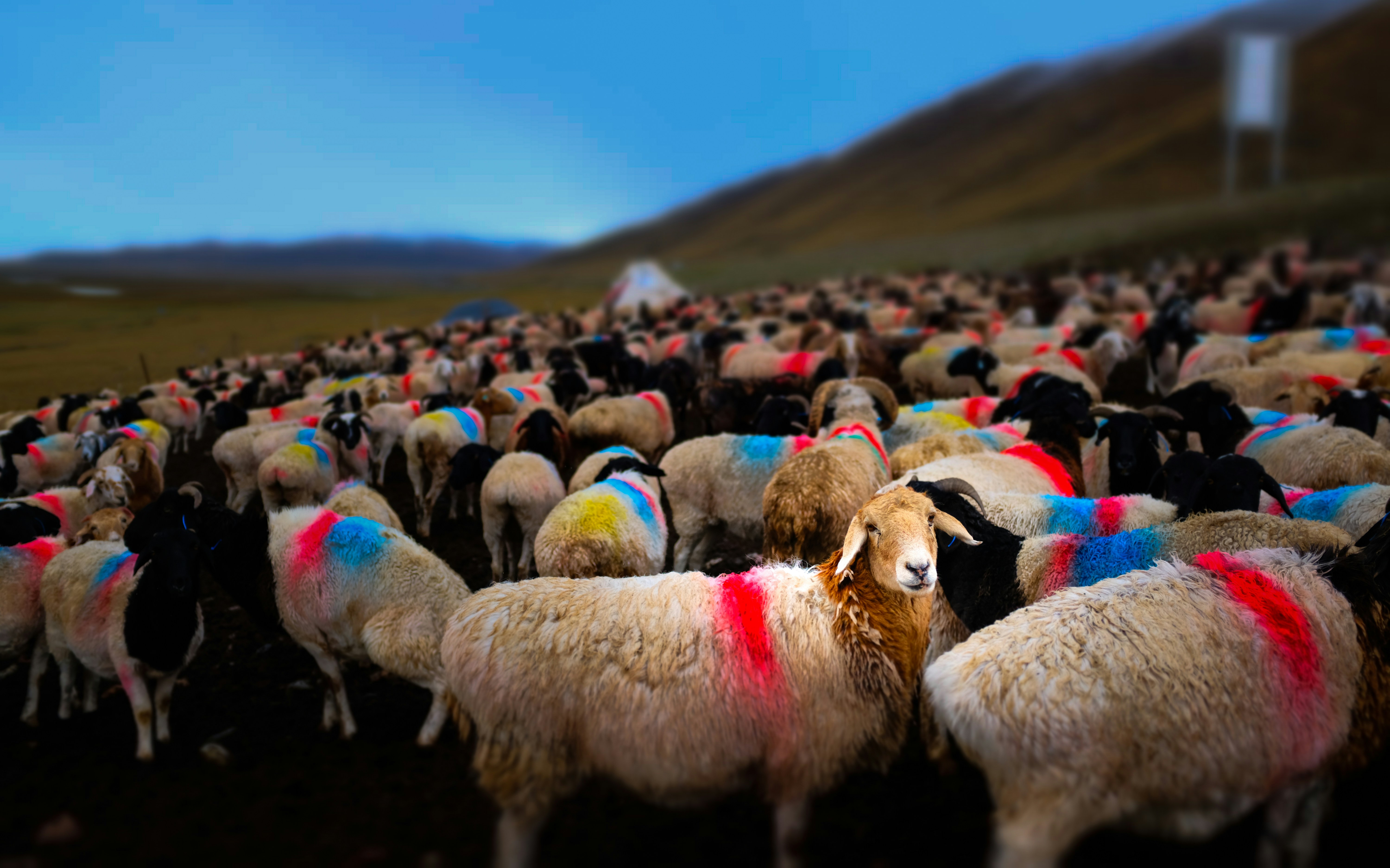 A dense flock of sheep with colored markings fills the frame, suggesting a gathered pen or pasture scene with a distant hillside under a bright sky.