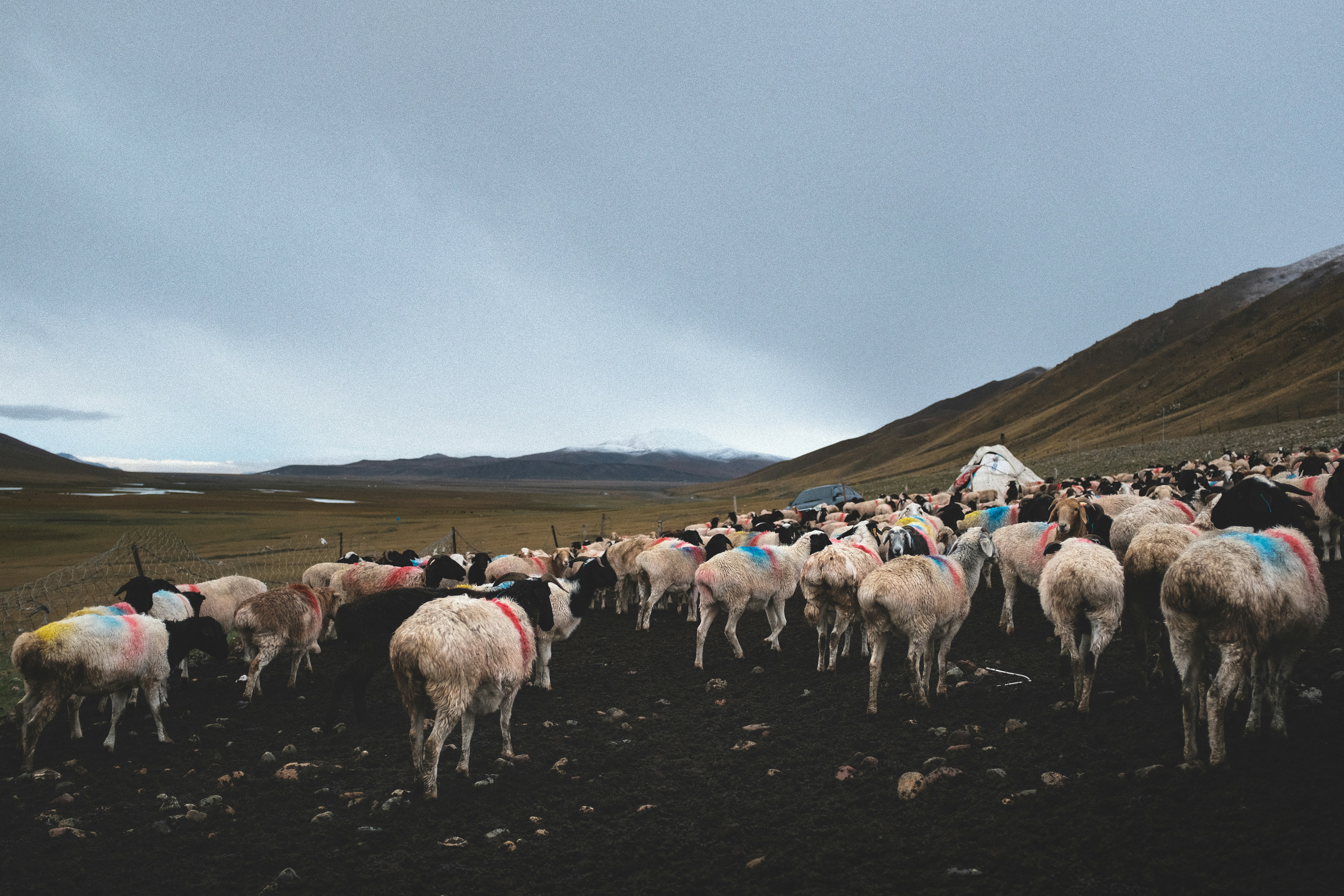 Flock at the Edge of the Rift